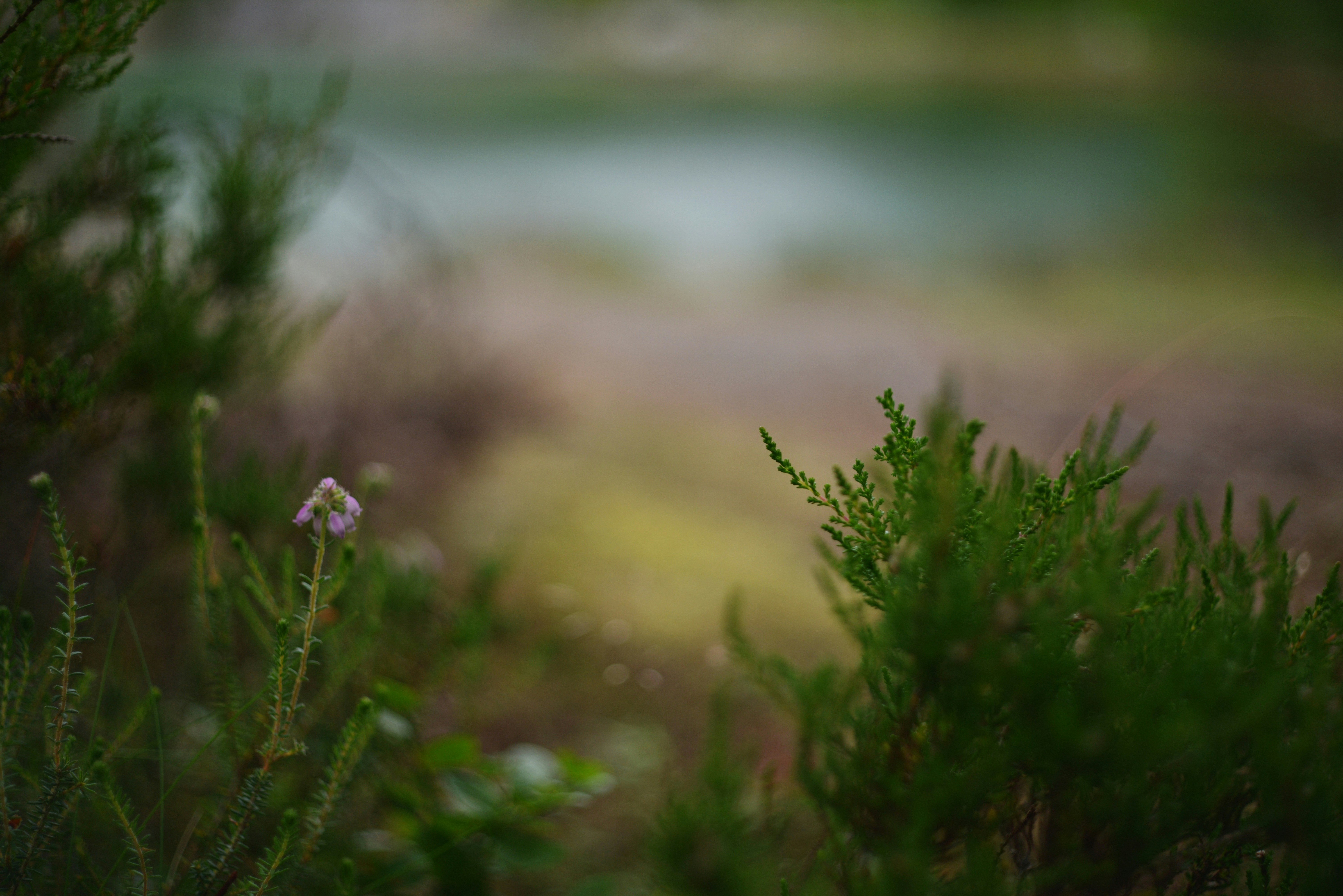 Distant Brook Amid Coastal Scrub