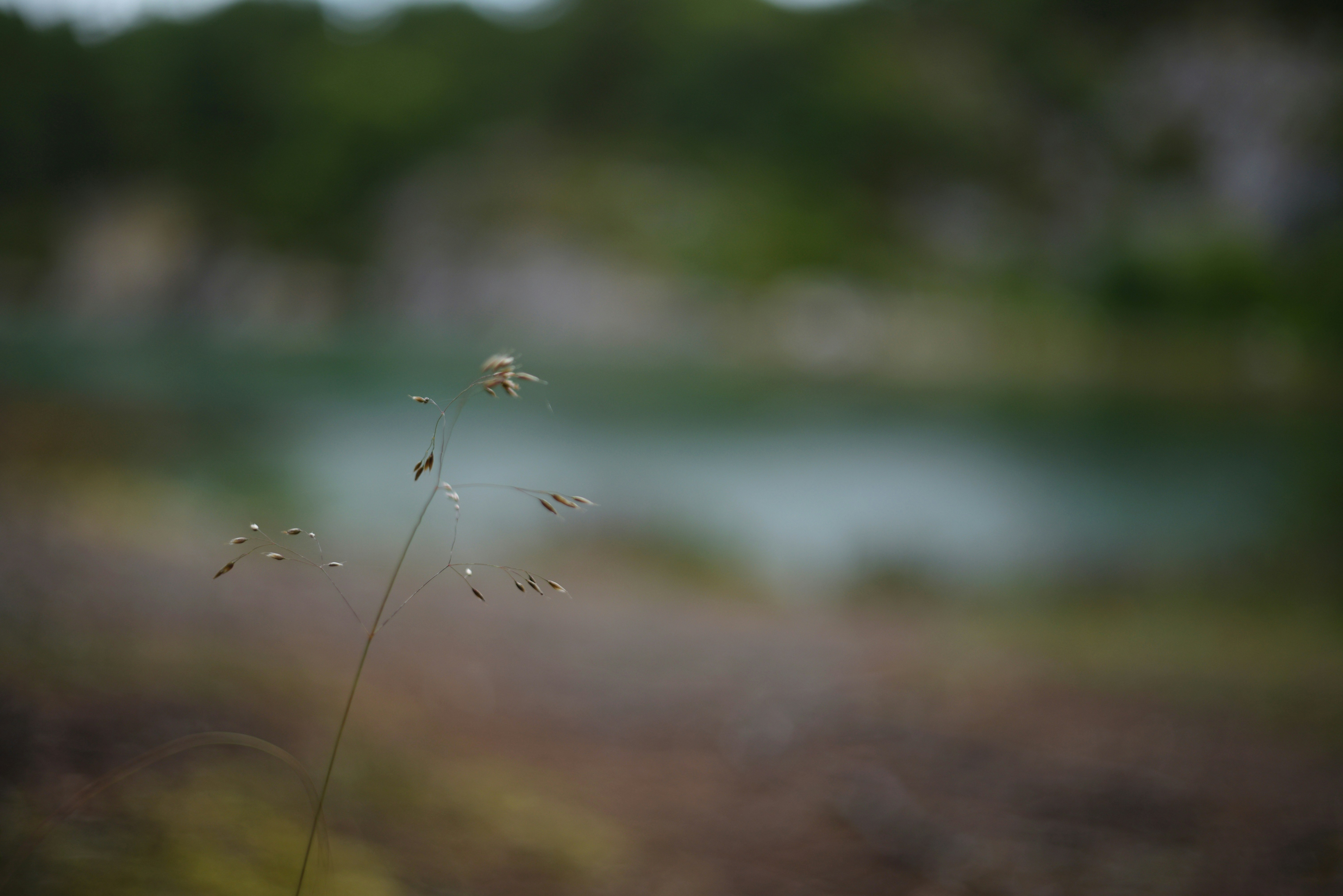 Ghostgrass at the Bench of Silence