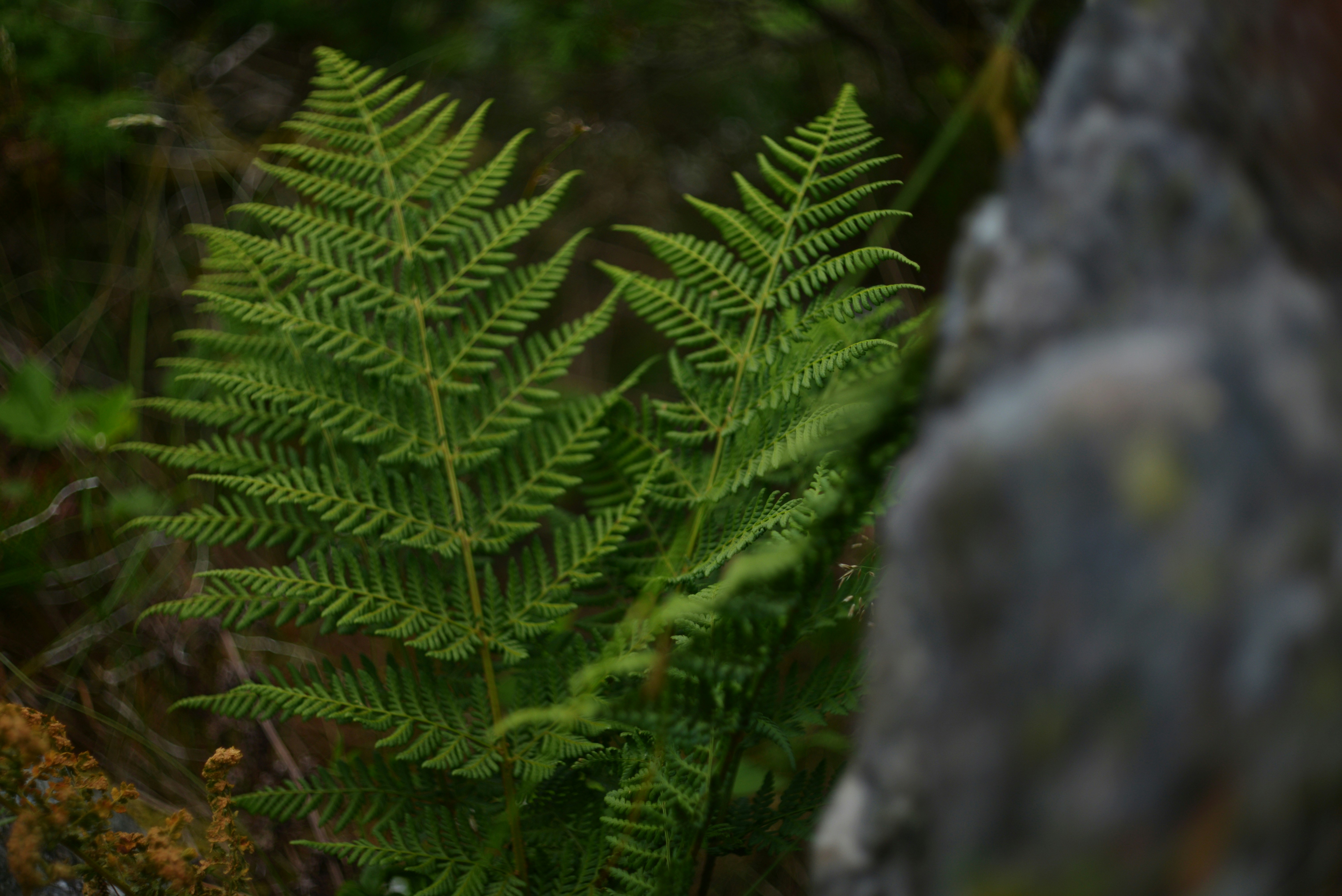 Fronds in Focus: a close encounter with fern greens and a rock edge