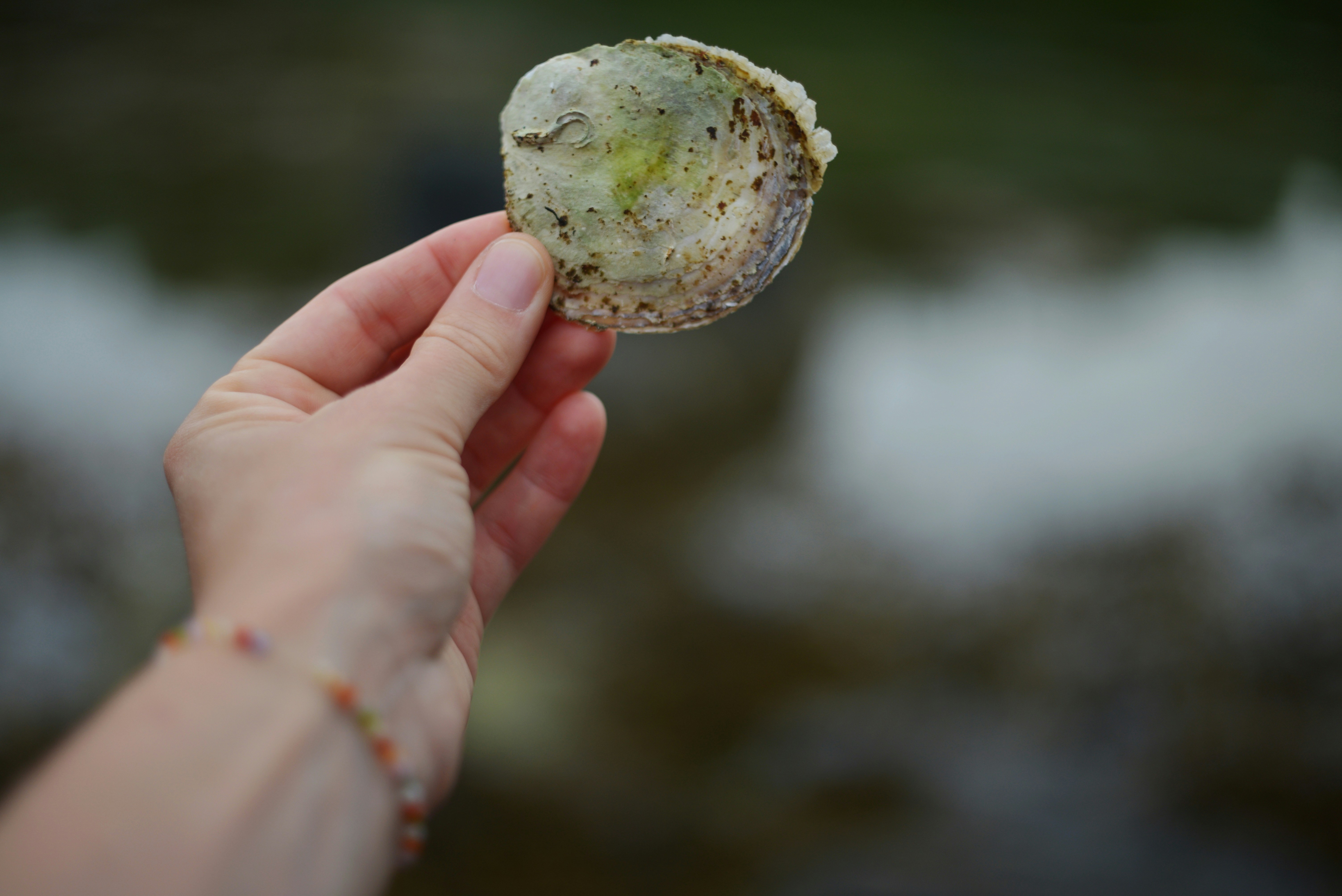 Handshake with a Pouched Shell: A Hand-Held Oyster at the Riverbank