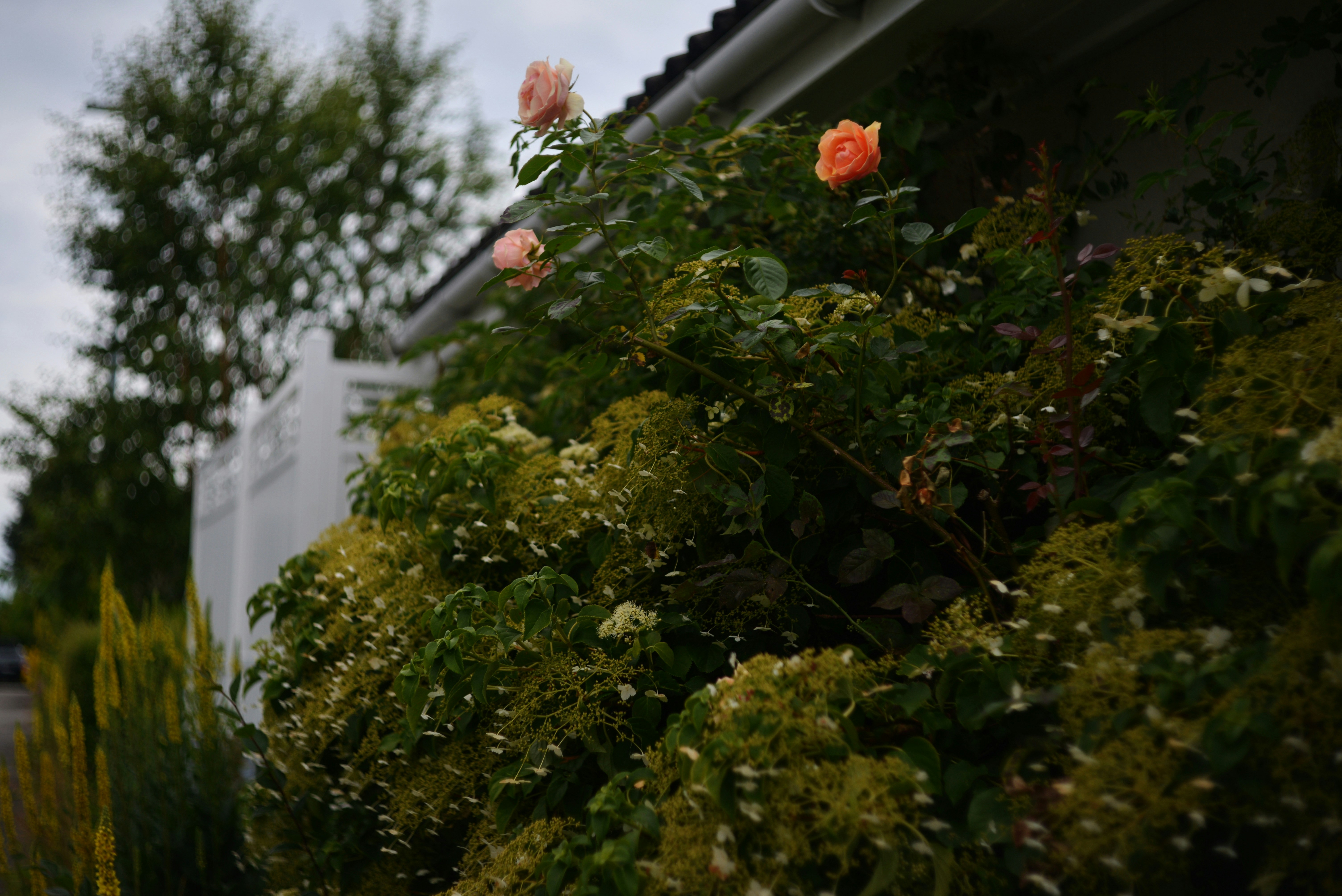 Peach Roses Peeking Through a Hedge of Green