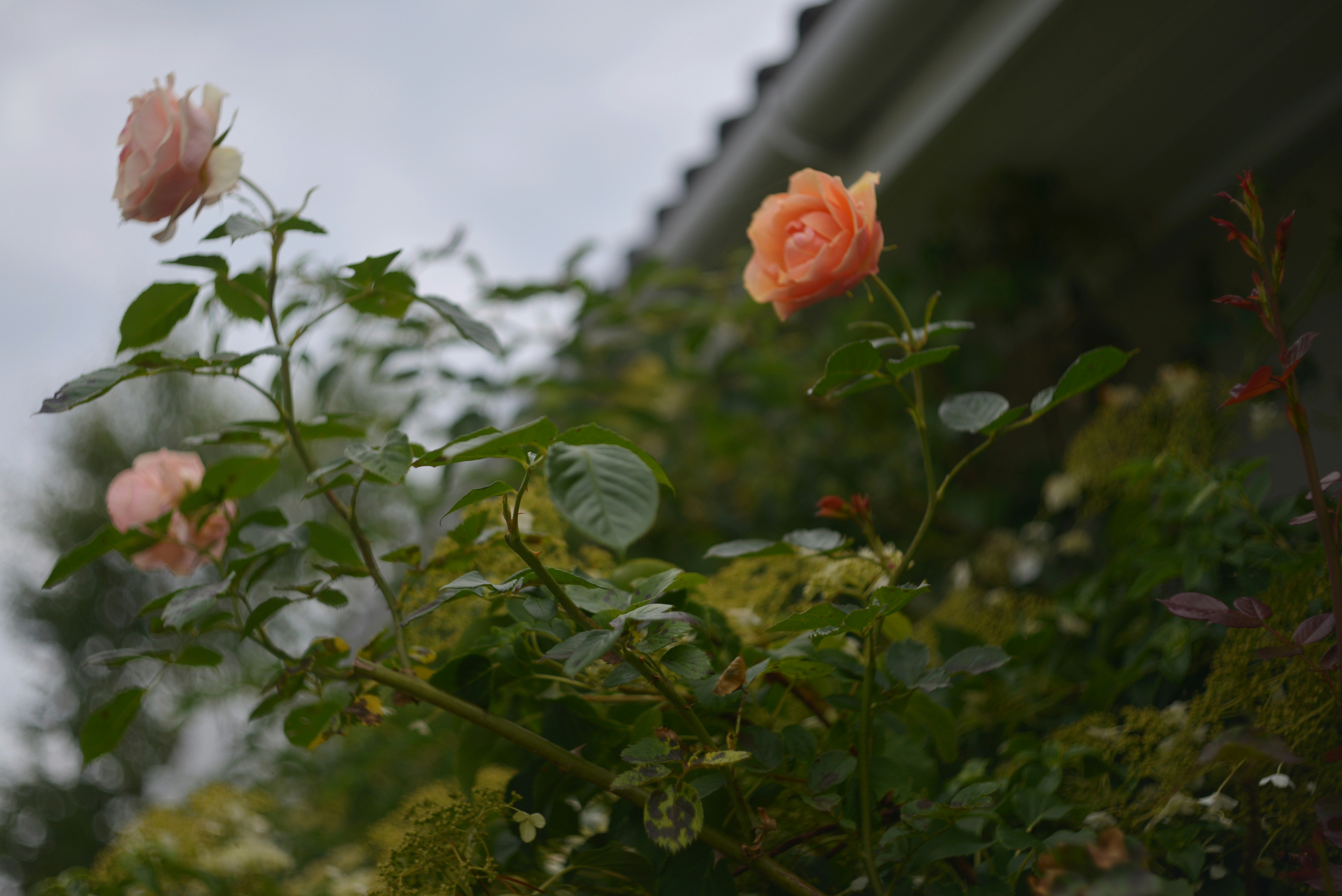 Peach-rose in a quiet garden frame