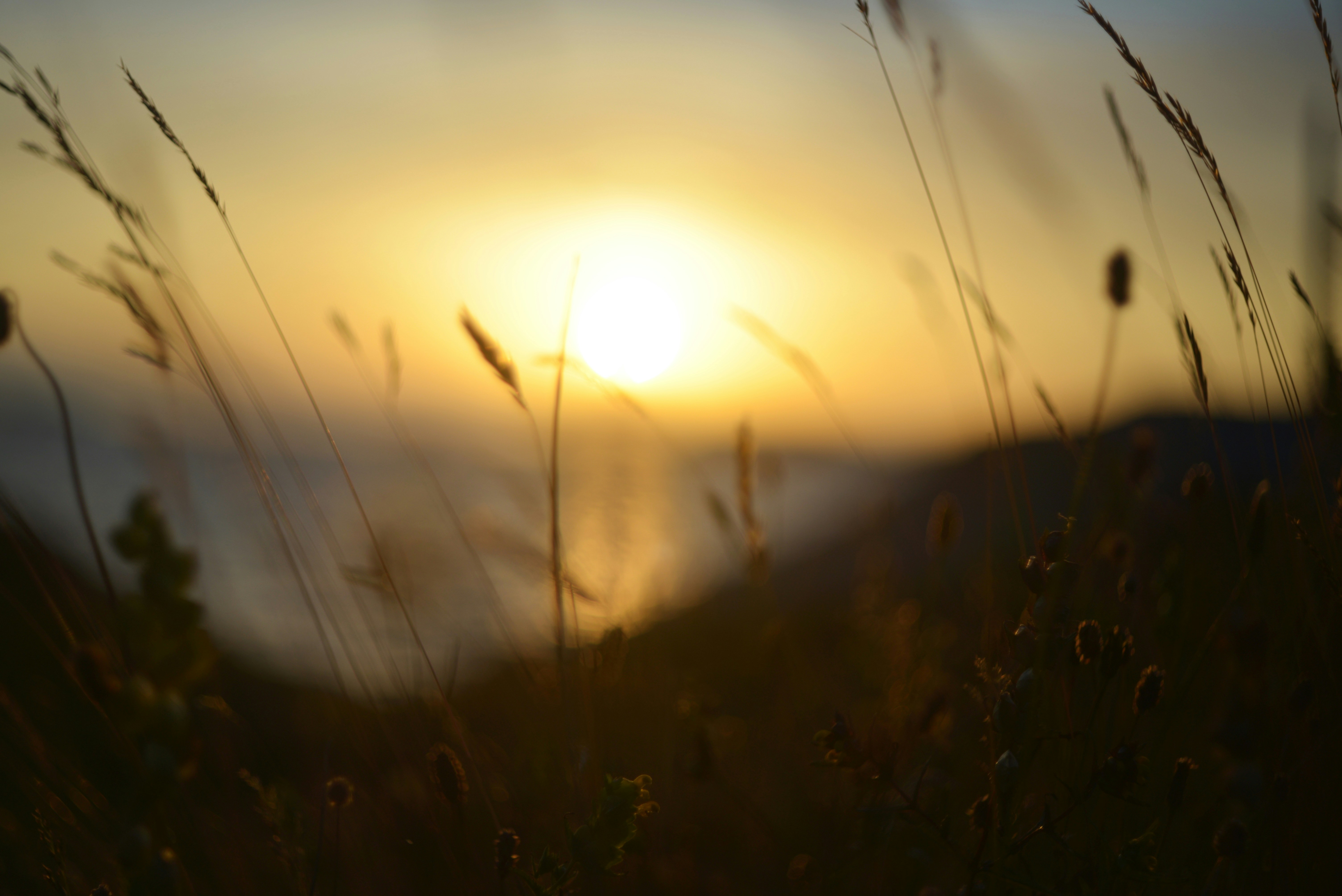 Quiet Blades at Dusk: Grass Silhouettes Frame a Golden Horizon