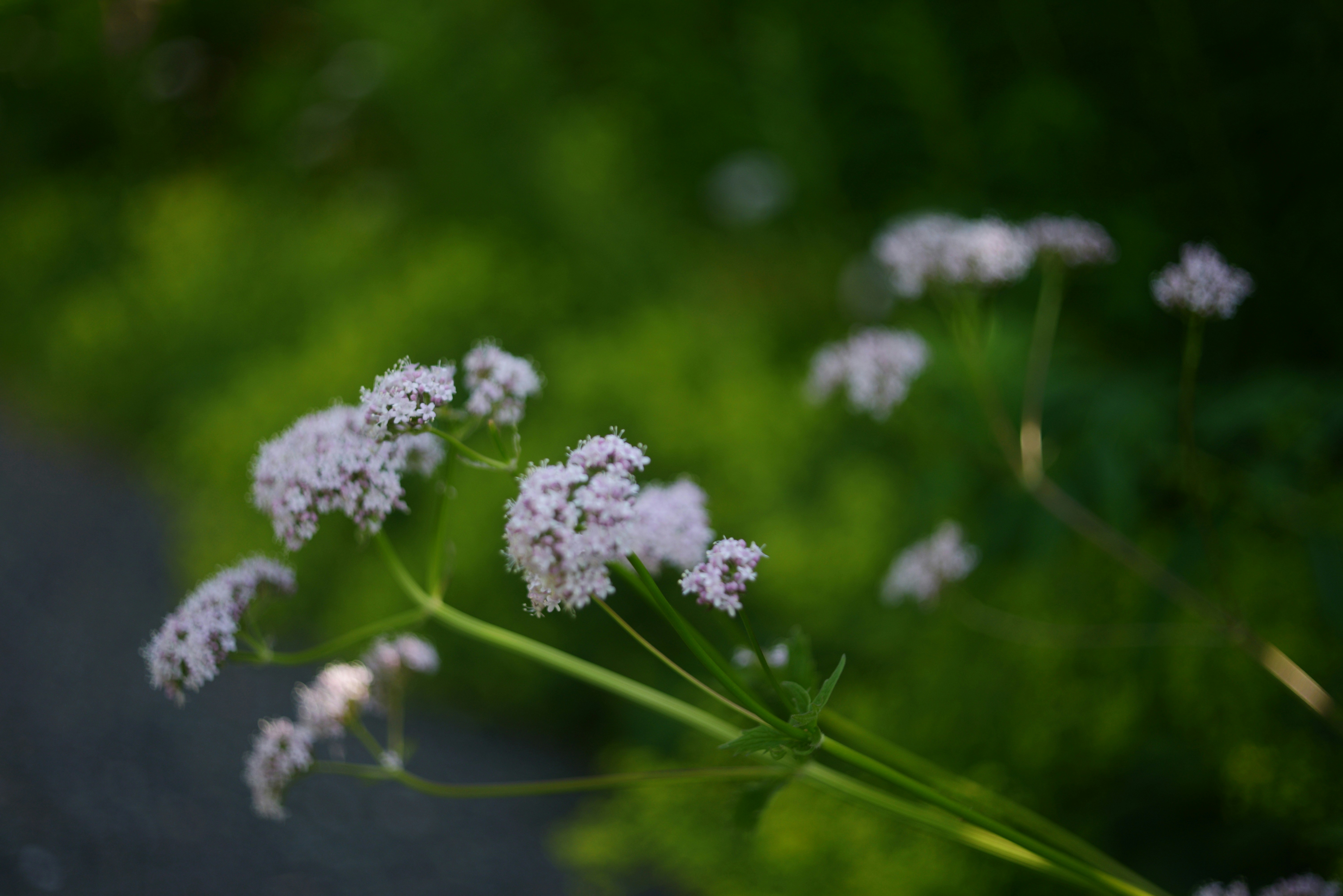 Delicate Queen of the Meadow in Soft Evening Light