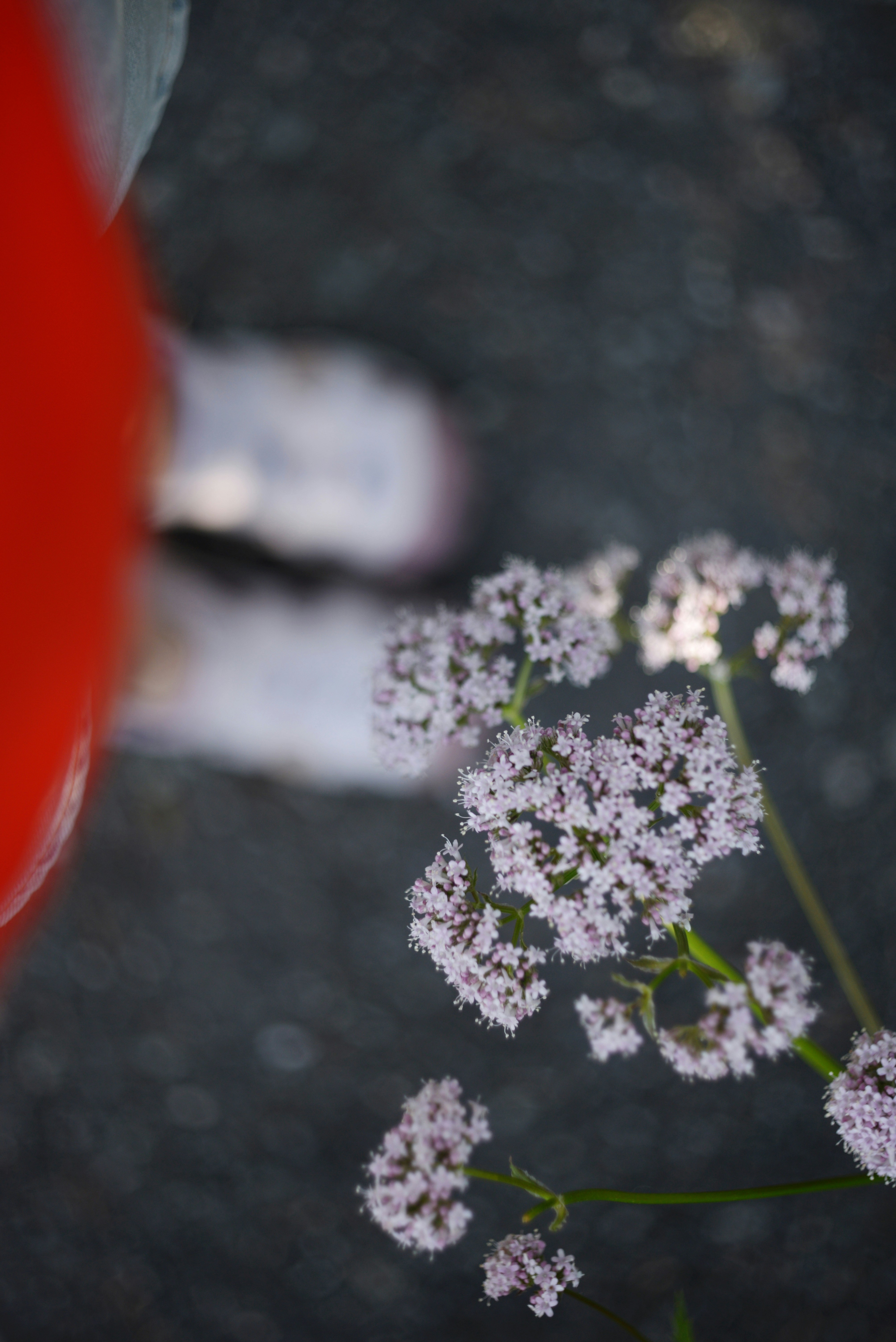 Flowers in Focus: Delicate Pink Queen Anne’s Lace Under Streetlight Cast