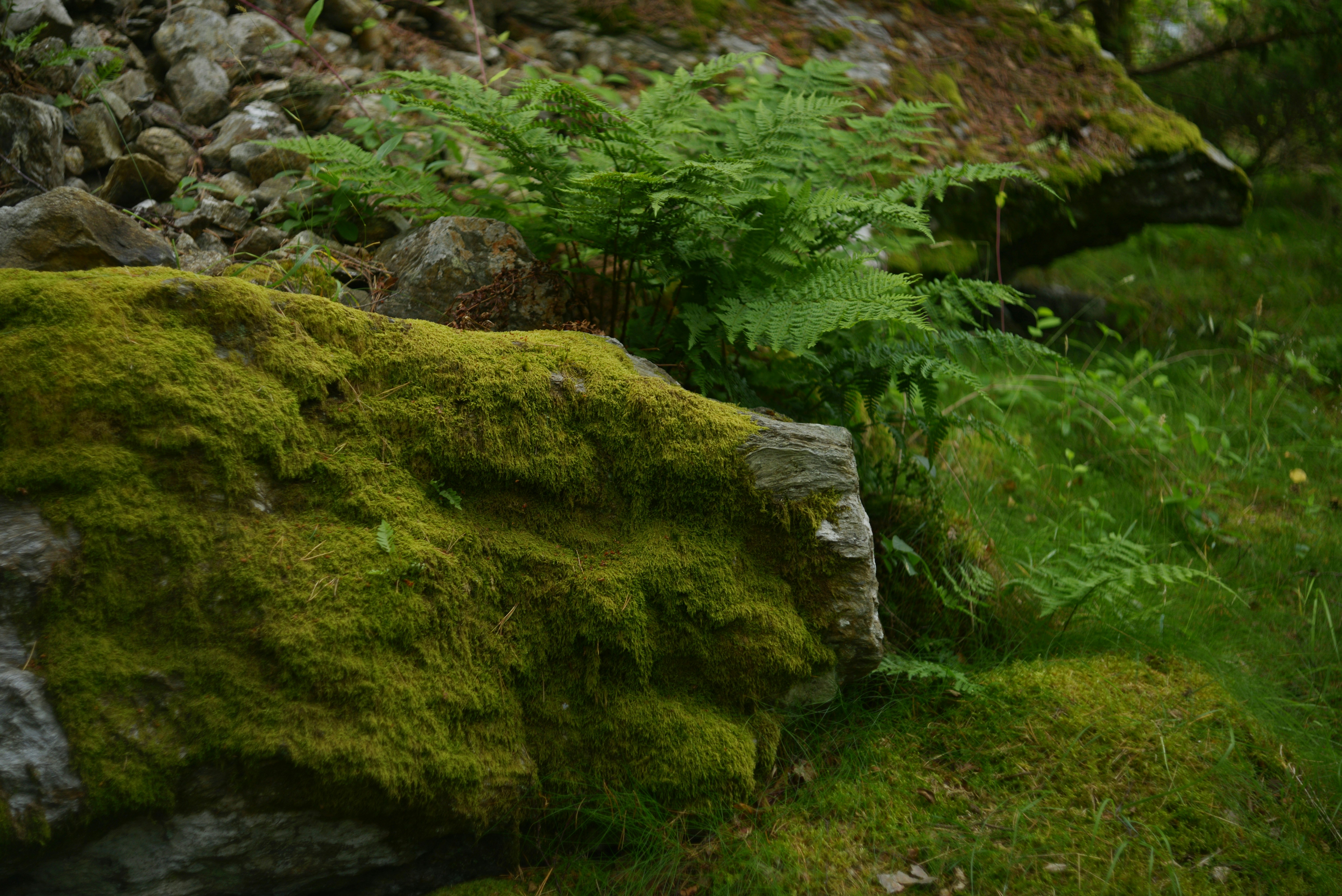Moss-Cedaged Rock Terrace in Gentle Forest Light