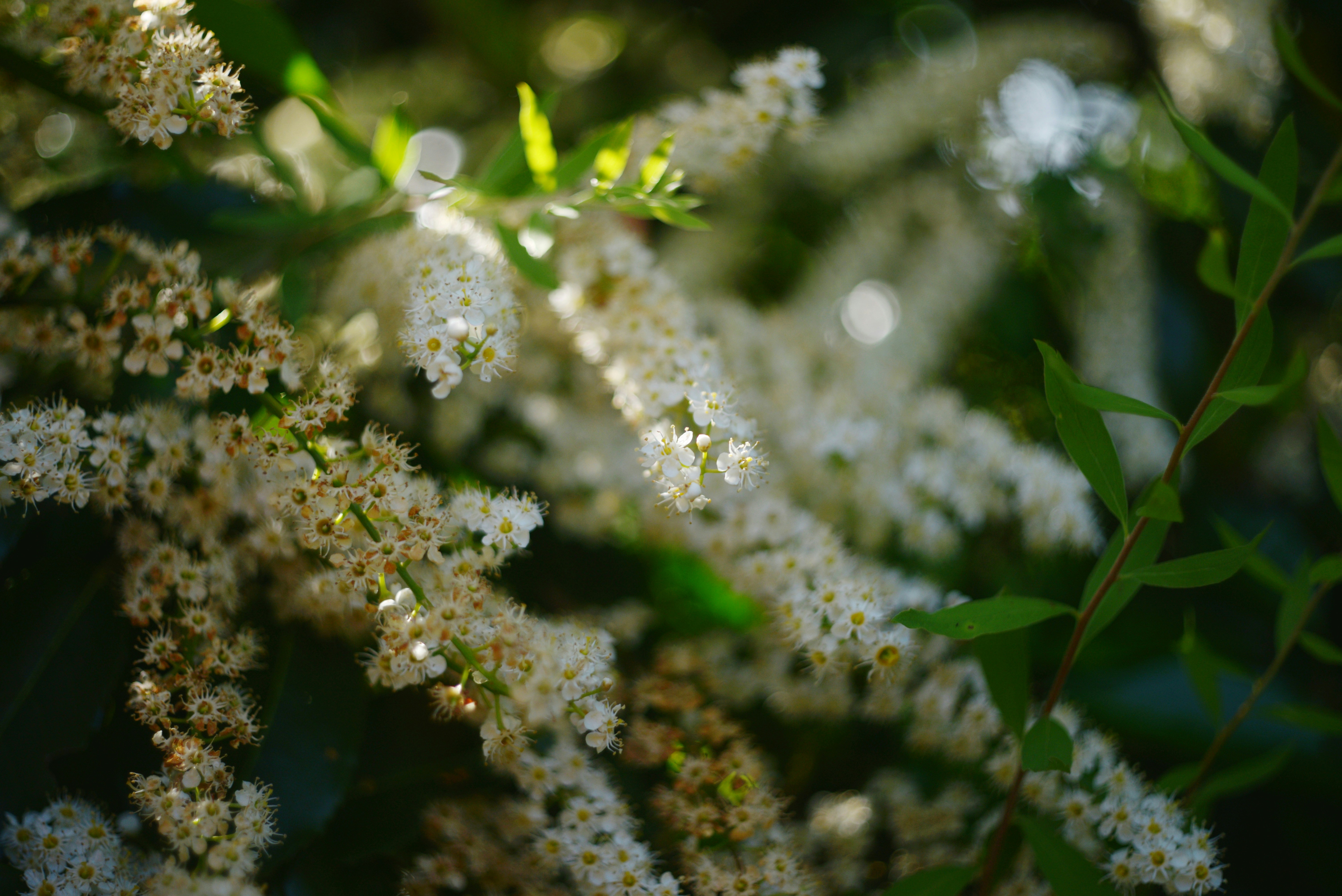 Whispering Blooms in a Sunlit Hedge