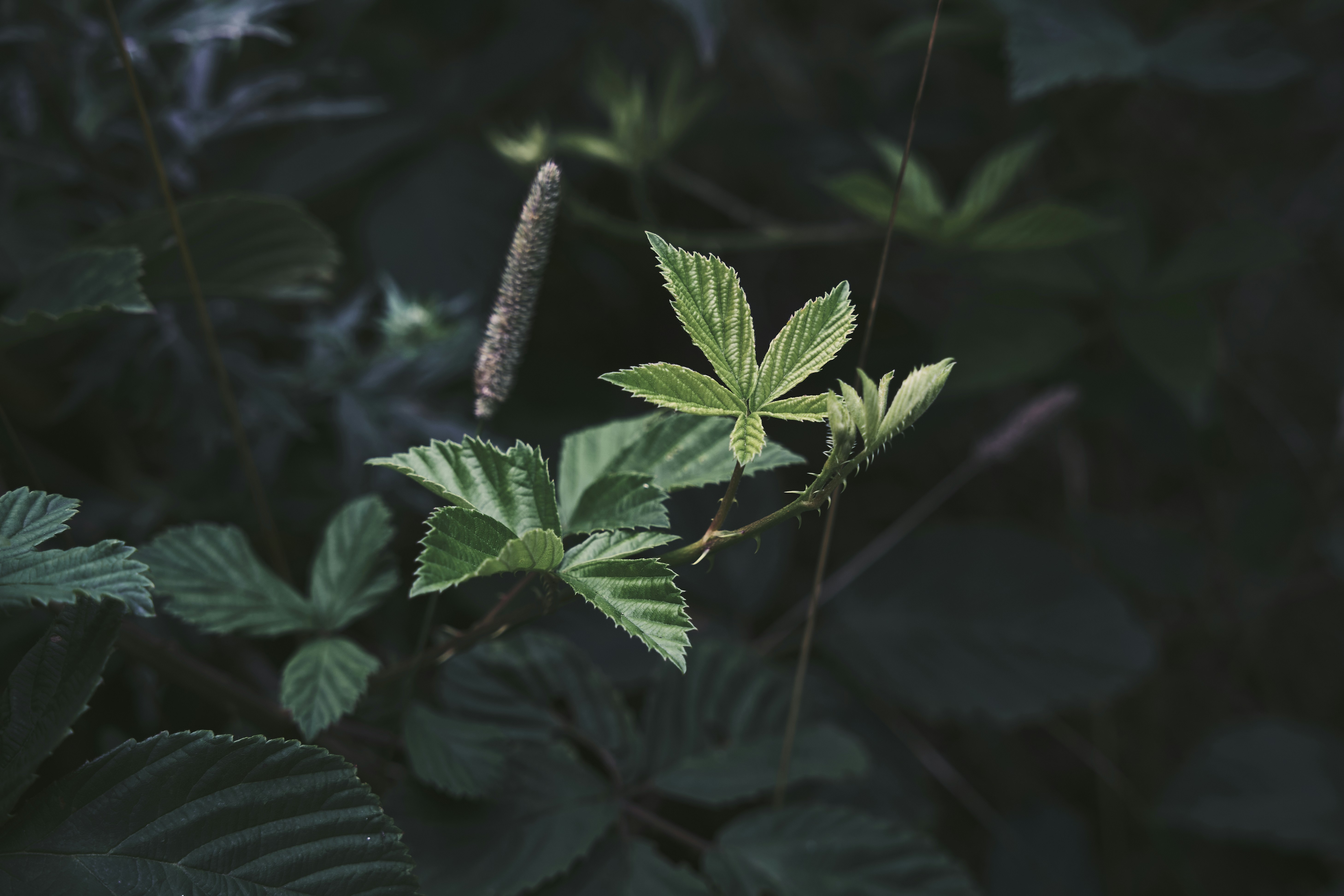 Emerald Fringe: A Sunlit Leaf Awakening Amid Backlit Foliage