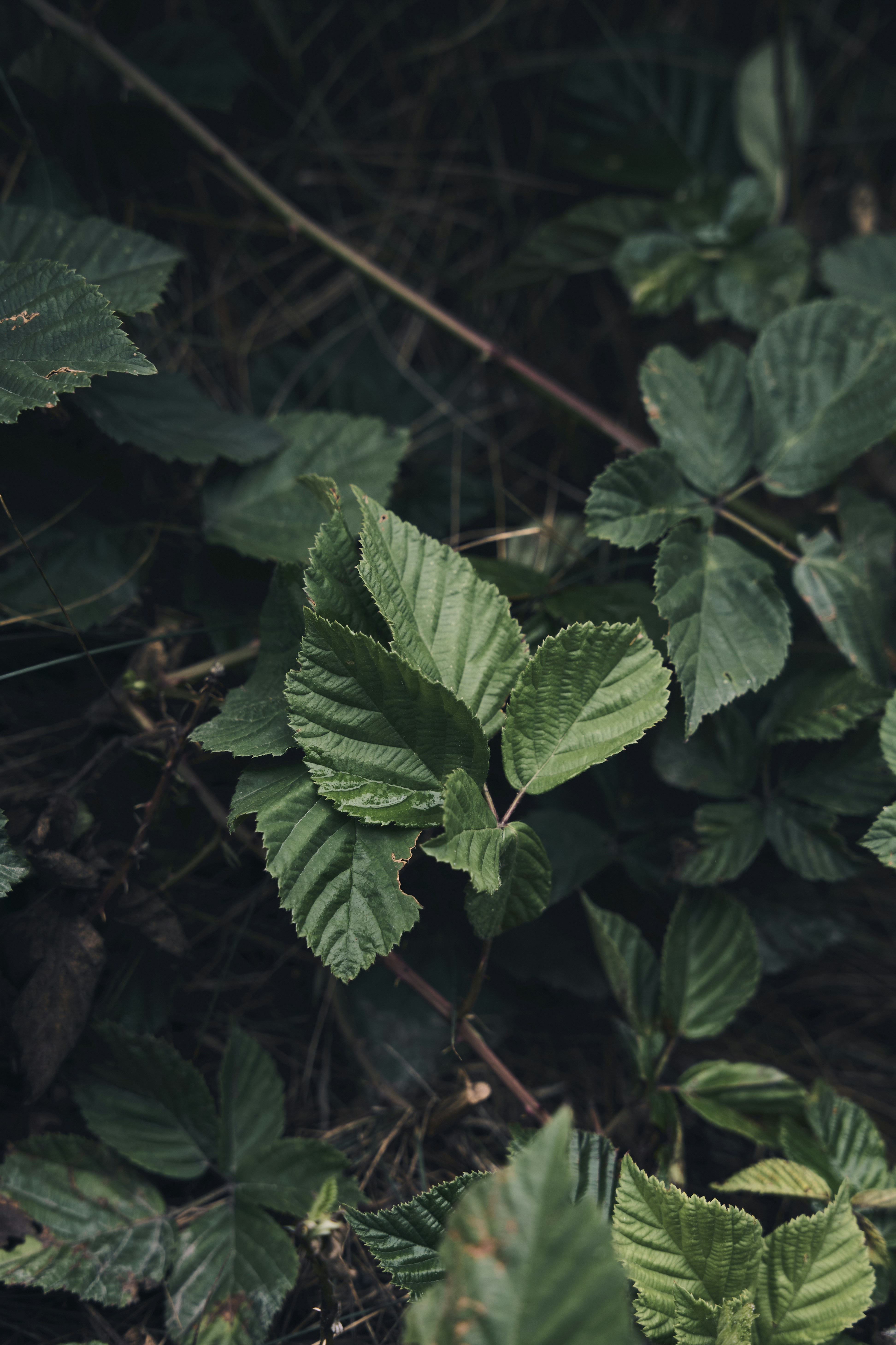 Emerald Veil: Close-Up of Forest Green Leaves