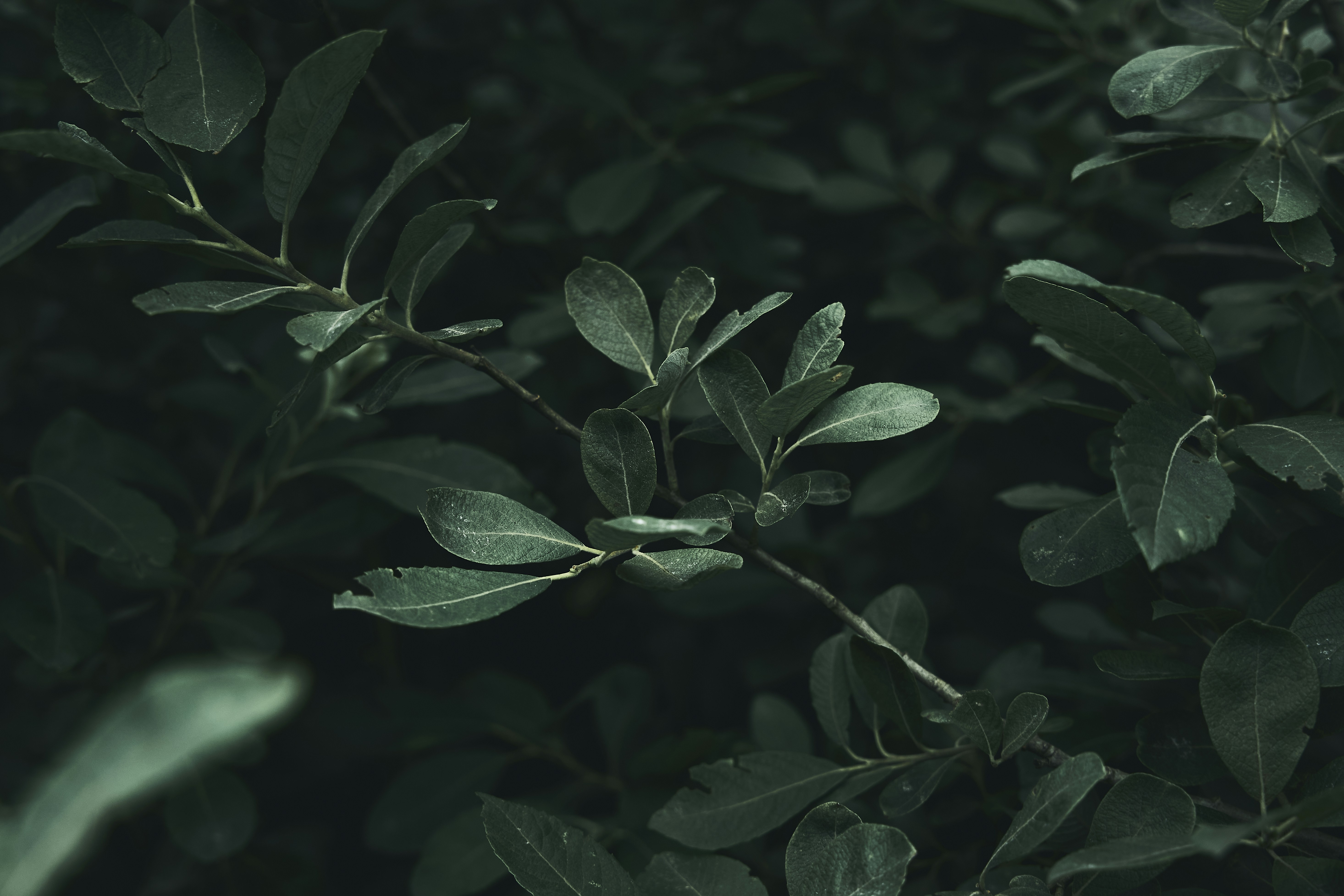 Veiled Foliage: Quiet Green Currents