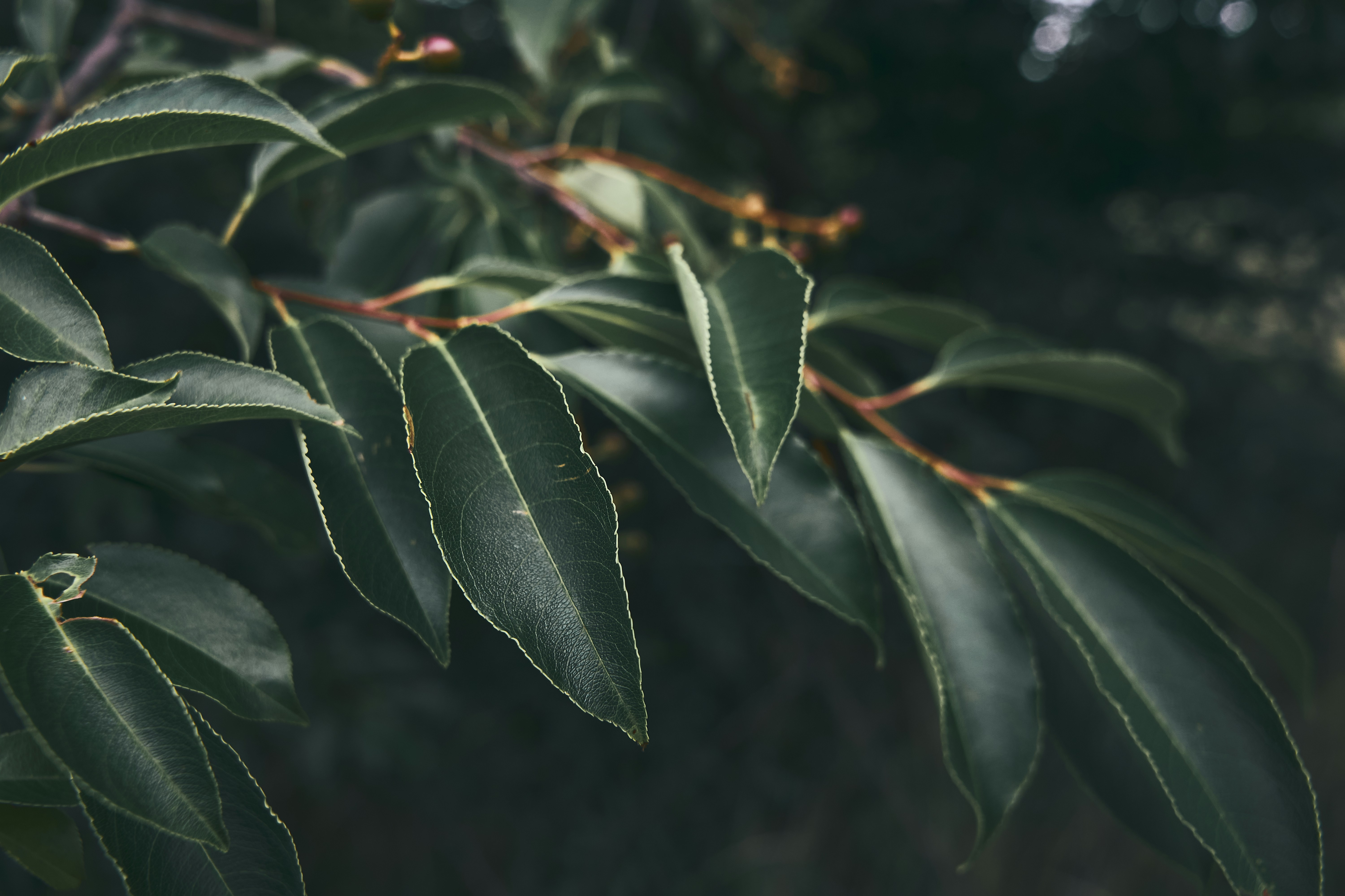 Moonlit Leaves: Close-Up of a Leafy Branch in Soft Depth