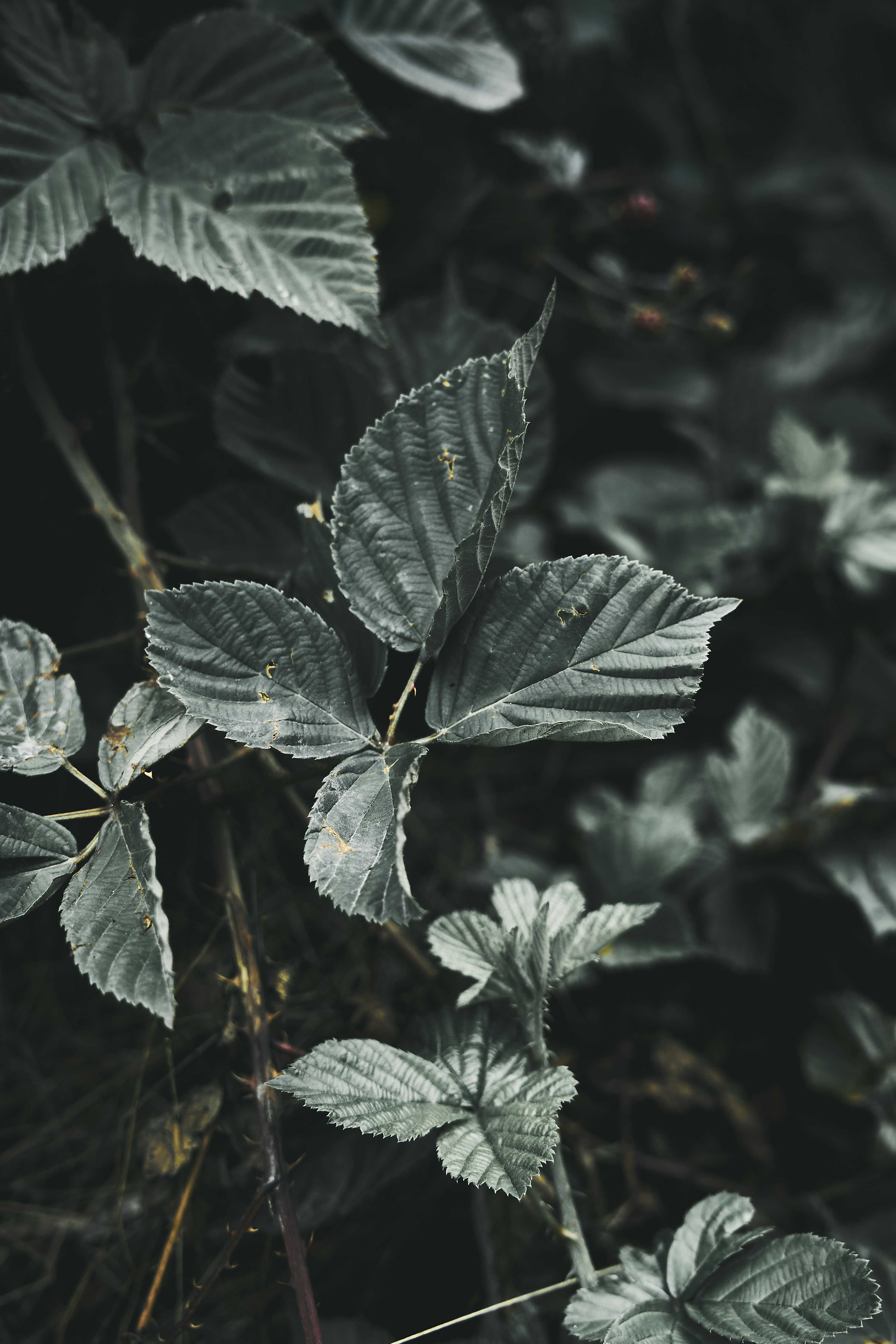 Veiled Green: Leaves in Focus against a Shadowed Foliage