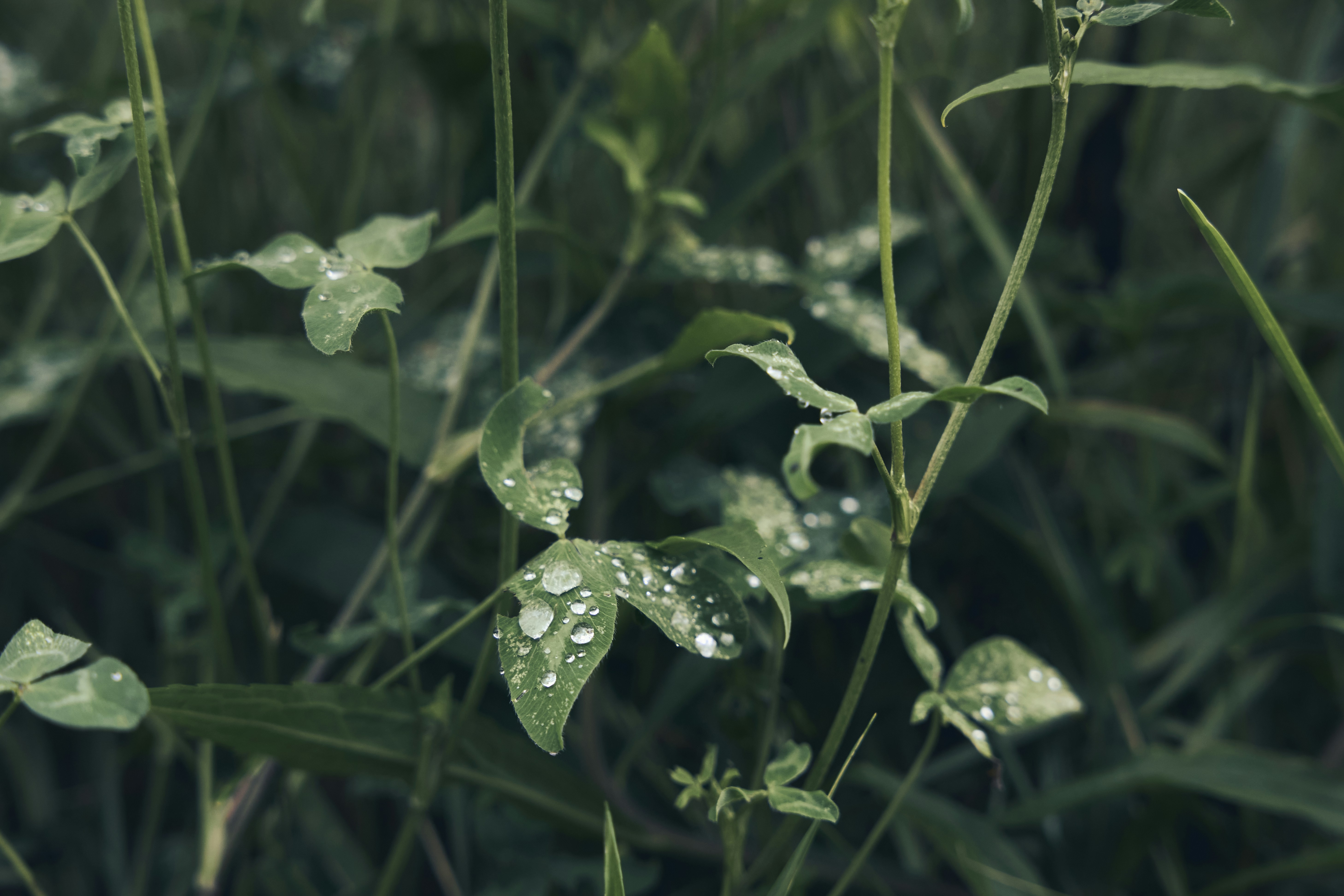 Dew-kissed Leaves in Quiet Underbrush
