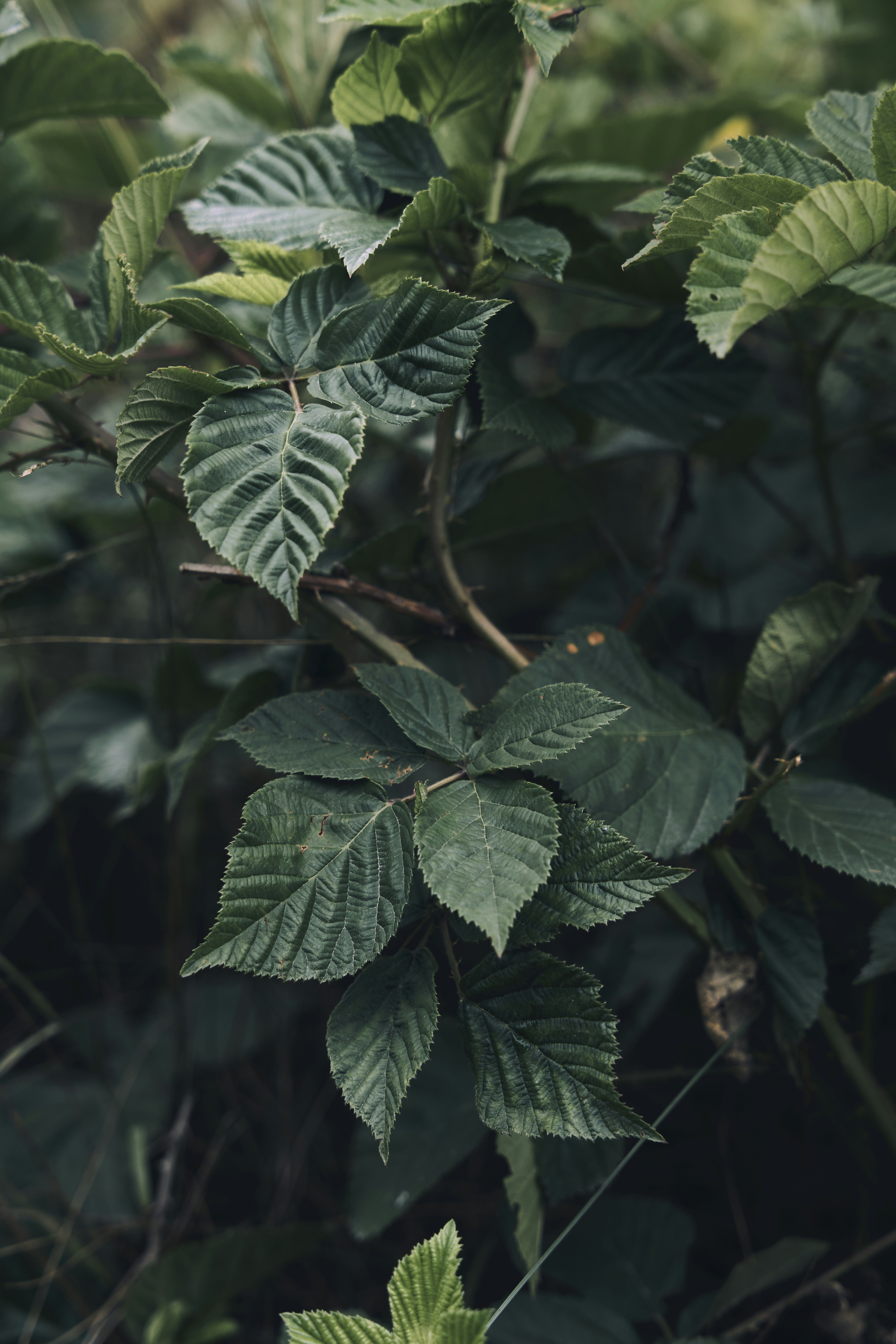 Emerald Veil: Close-Up of Serrated Leaves in Soft Shadow