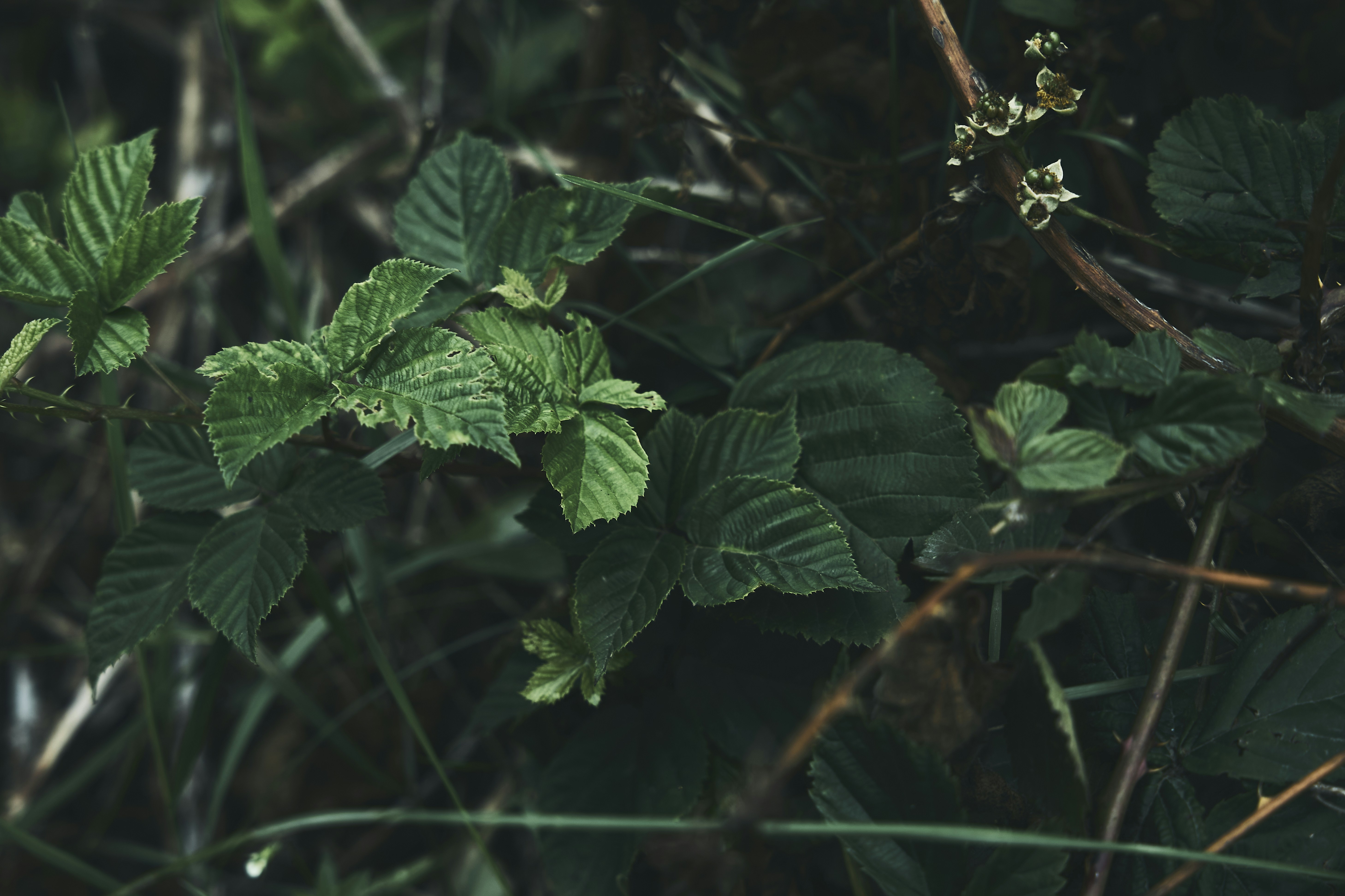 Green Veil: Close-up of Dank Leafy Understory