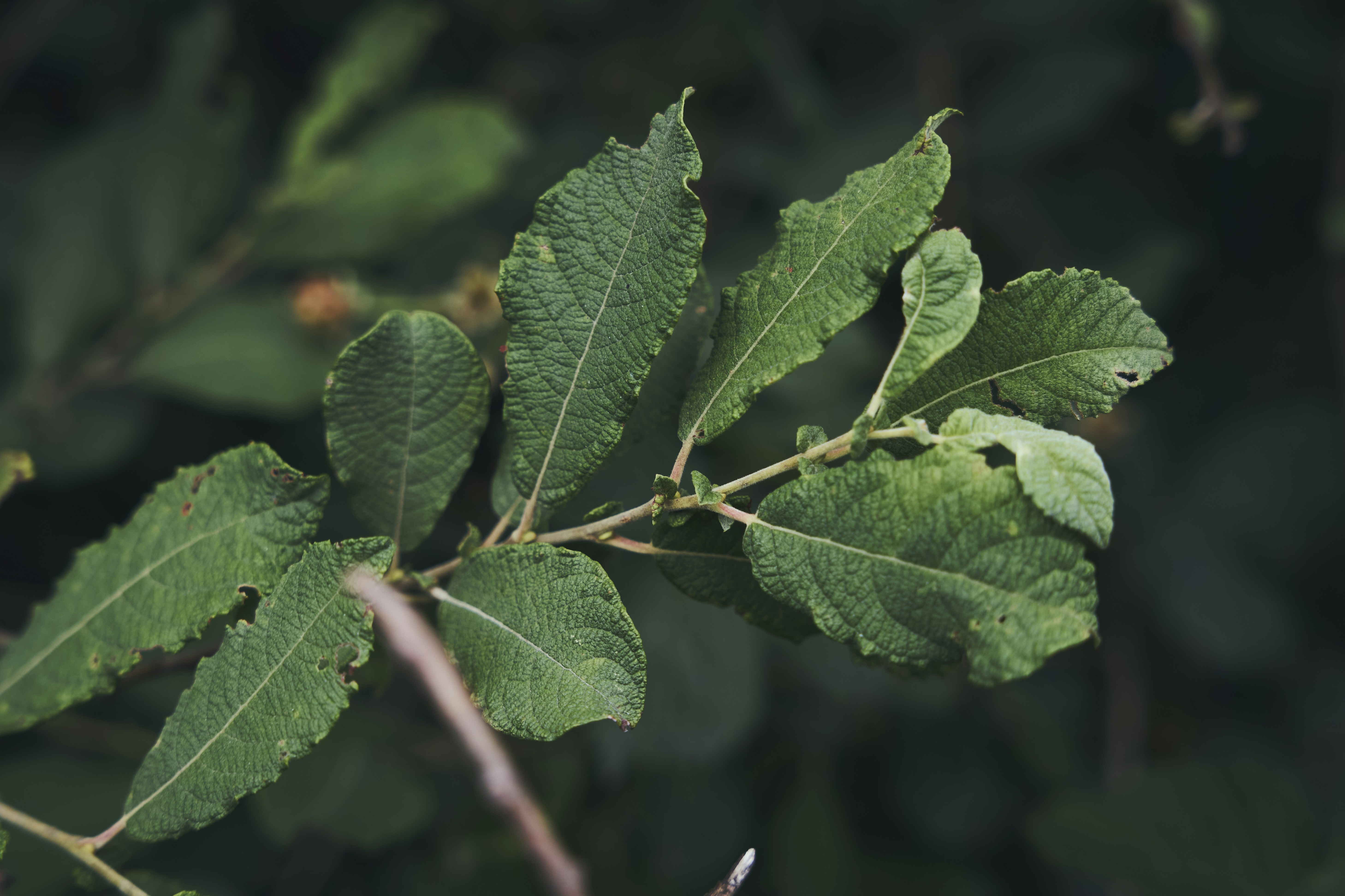 Close-up of a Deft Green Leaf Cluster on a Branch