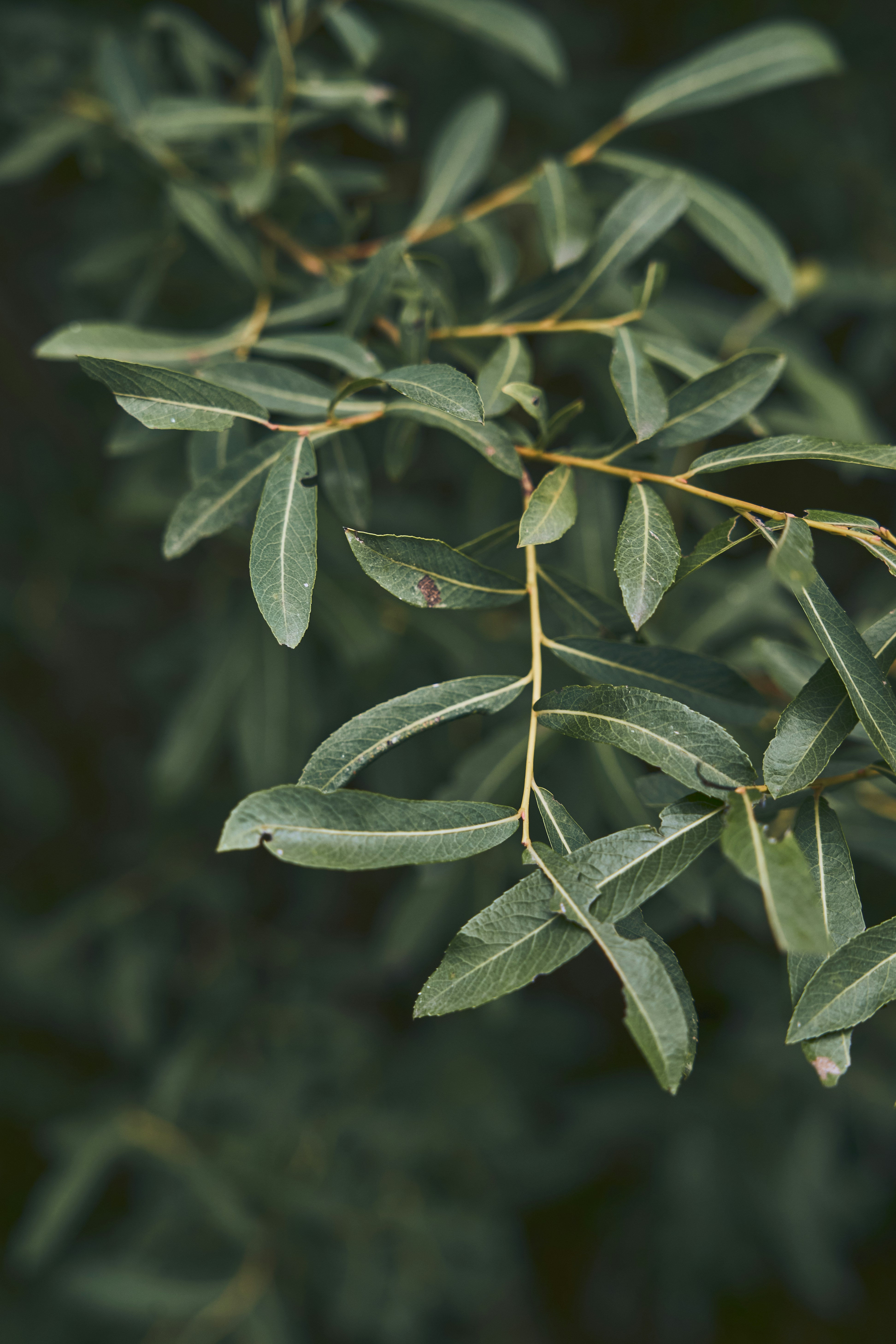 Branching Quiet: Close-Up of Olive-Green Leaves