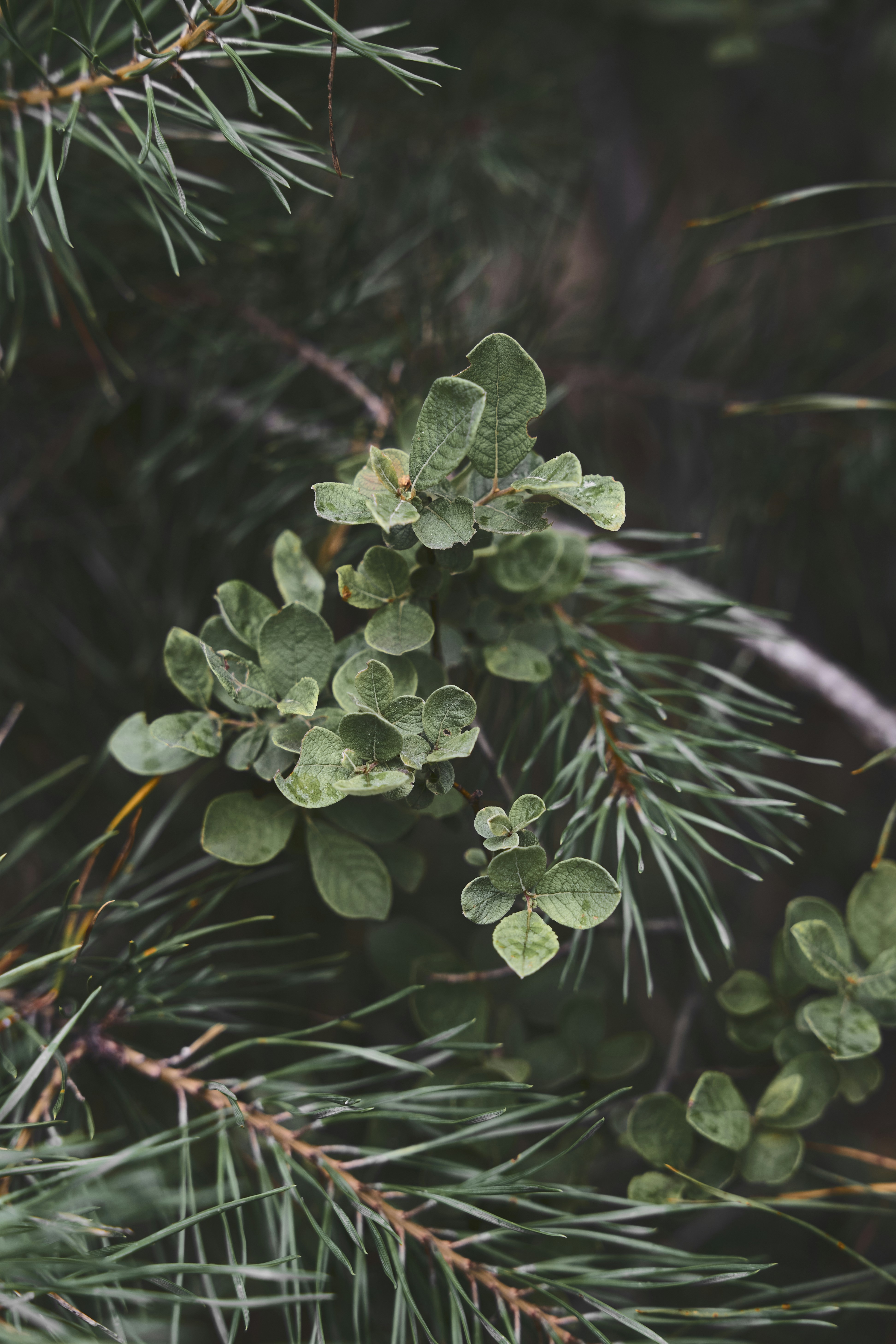 Verdant Whisper: Close-Up of Sage and Pine