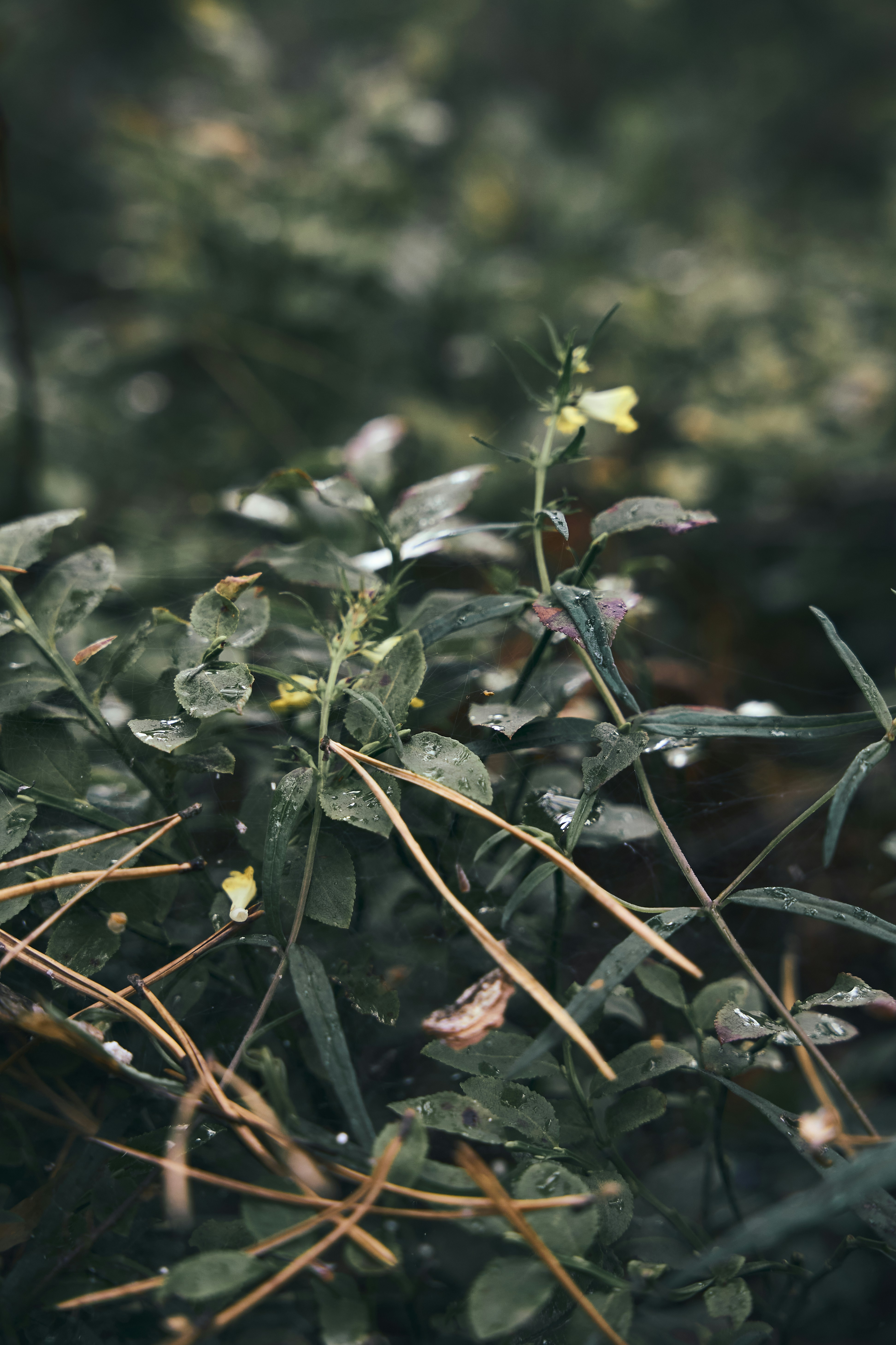 Verdant Chaos: Dew-kissed Threads of Green and Wood