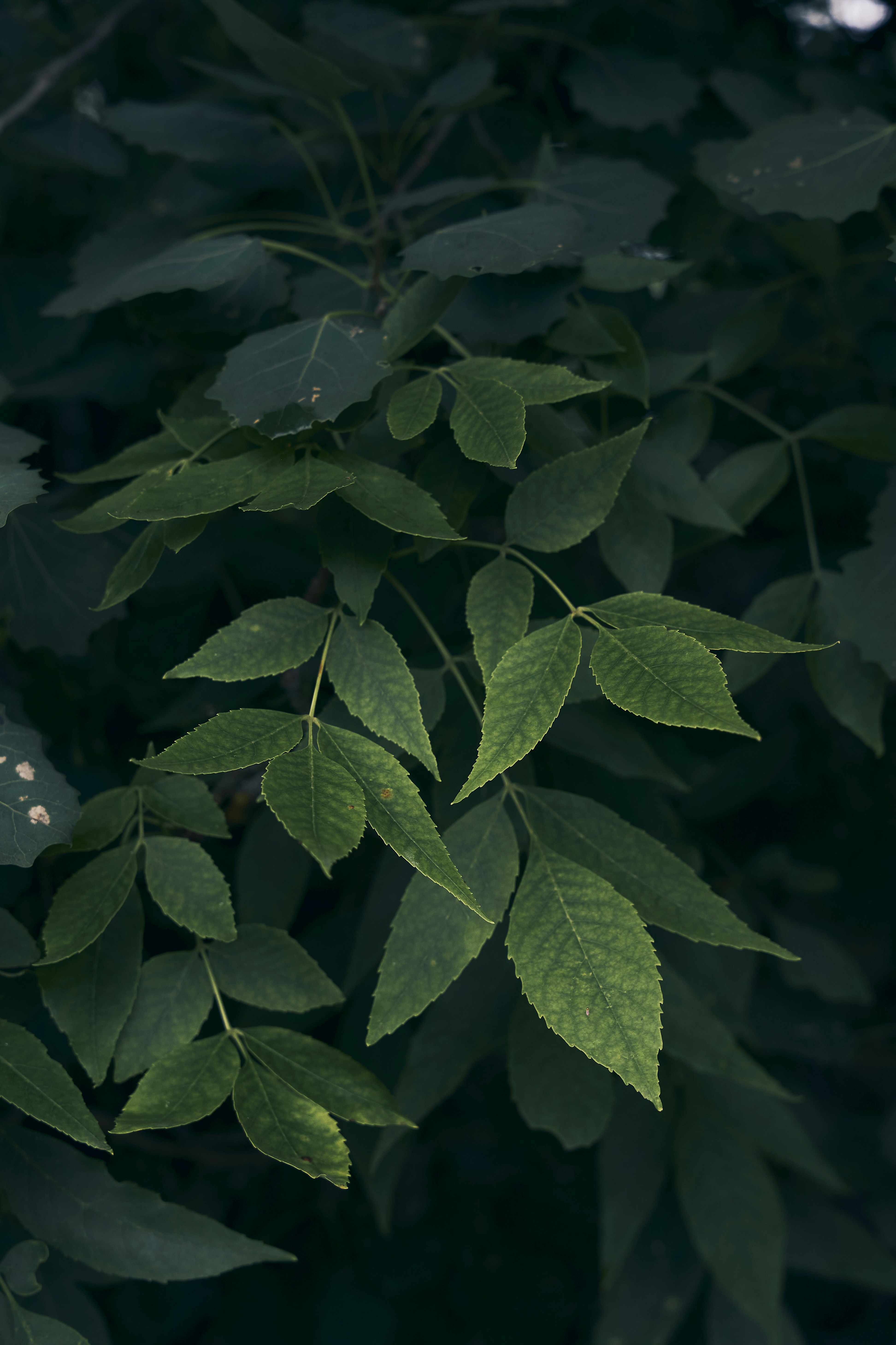 Low-contrast Leaf Canopy: Quiet Green Textures