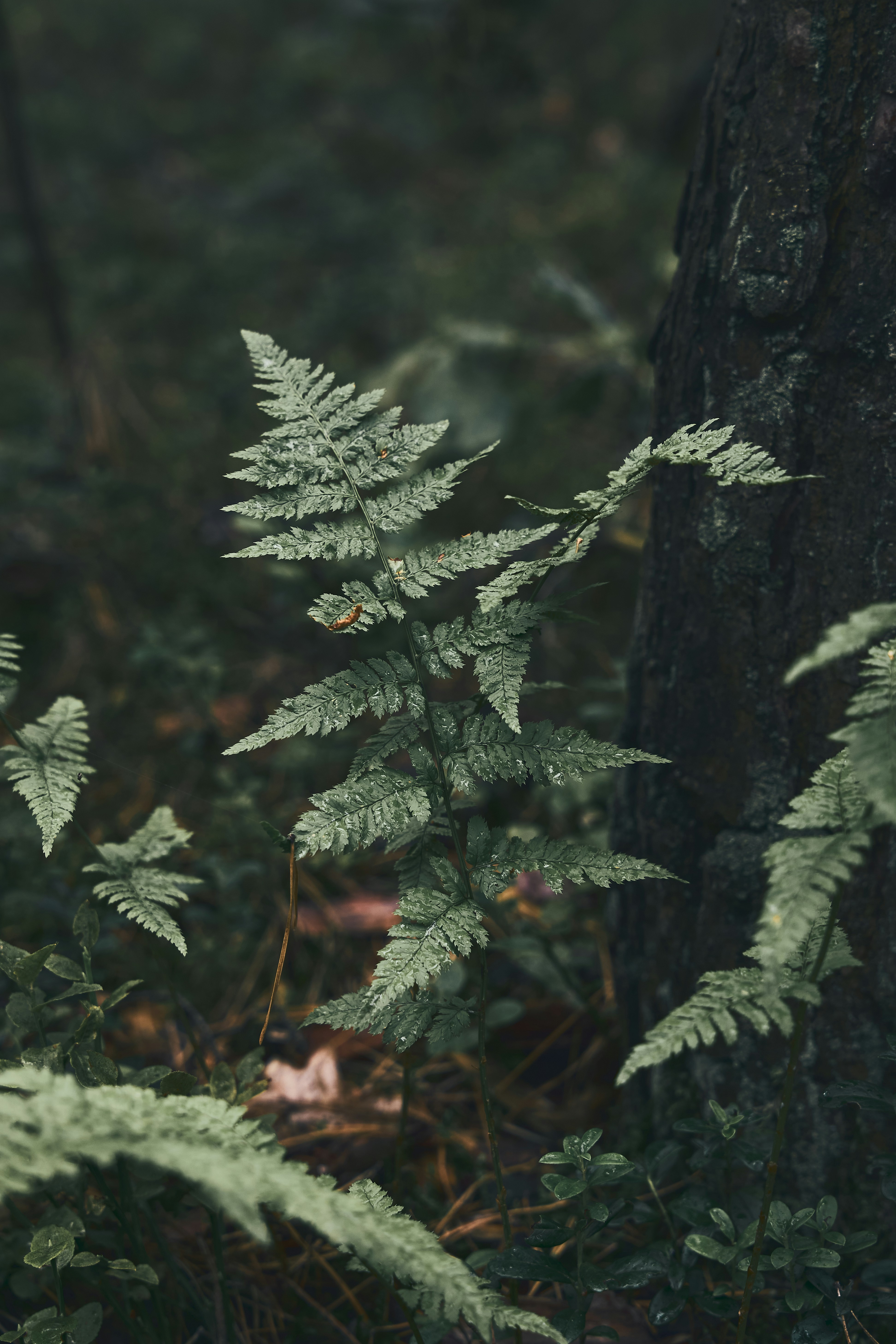 Fern Fronds Against the Trunk: Quiet Forest Close-Up
