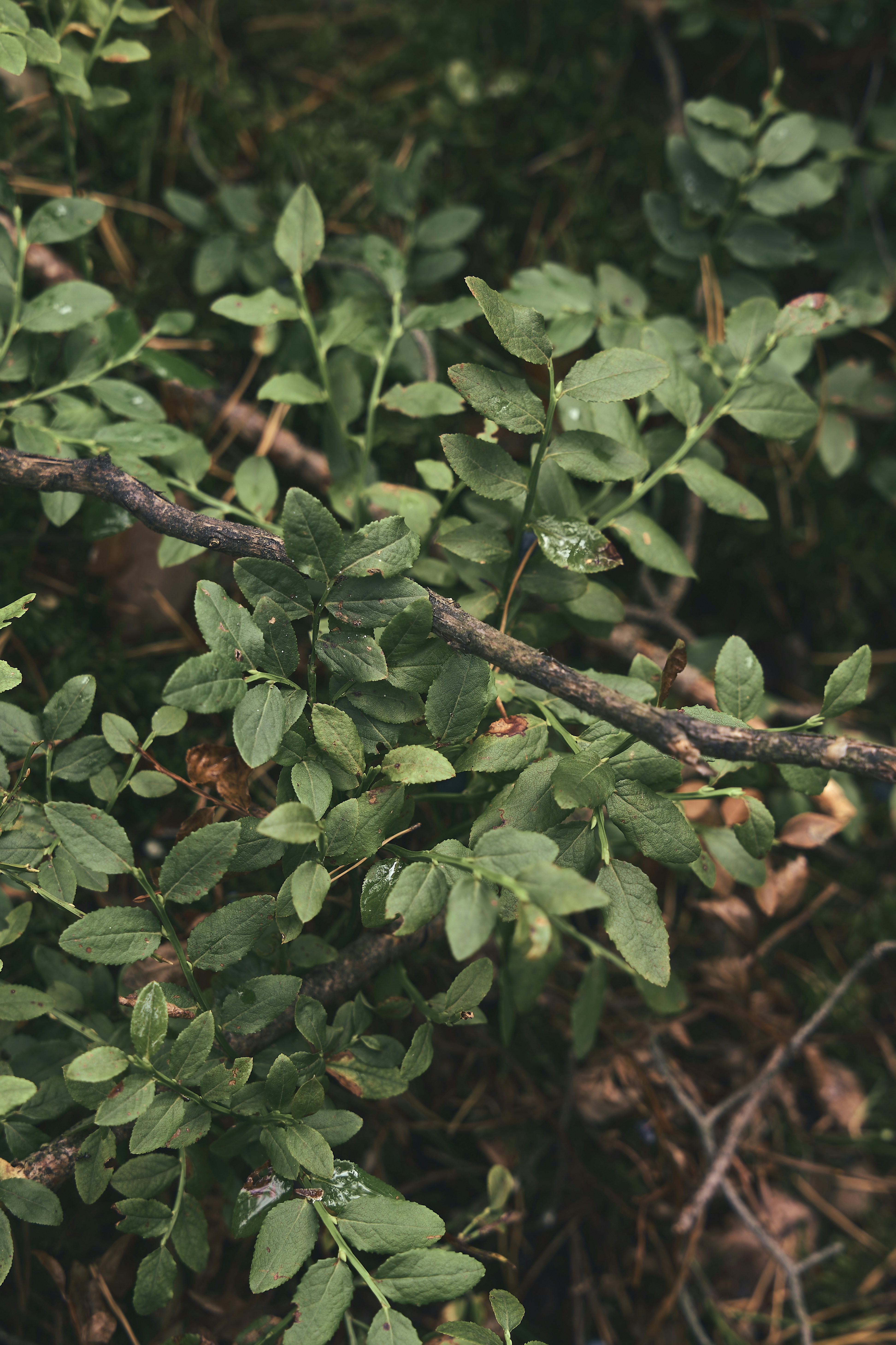 Emerald Tangle: Close-Up of Bushy Foliage and Branch