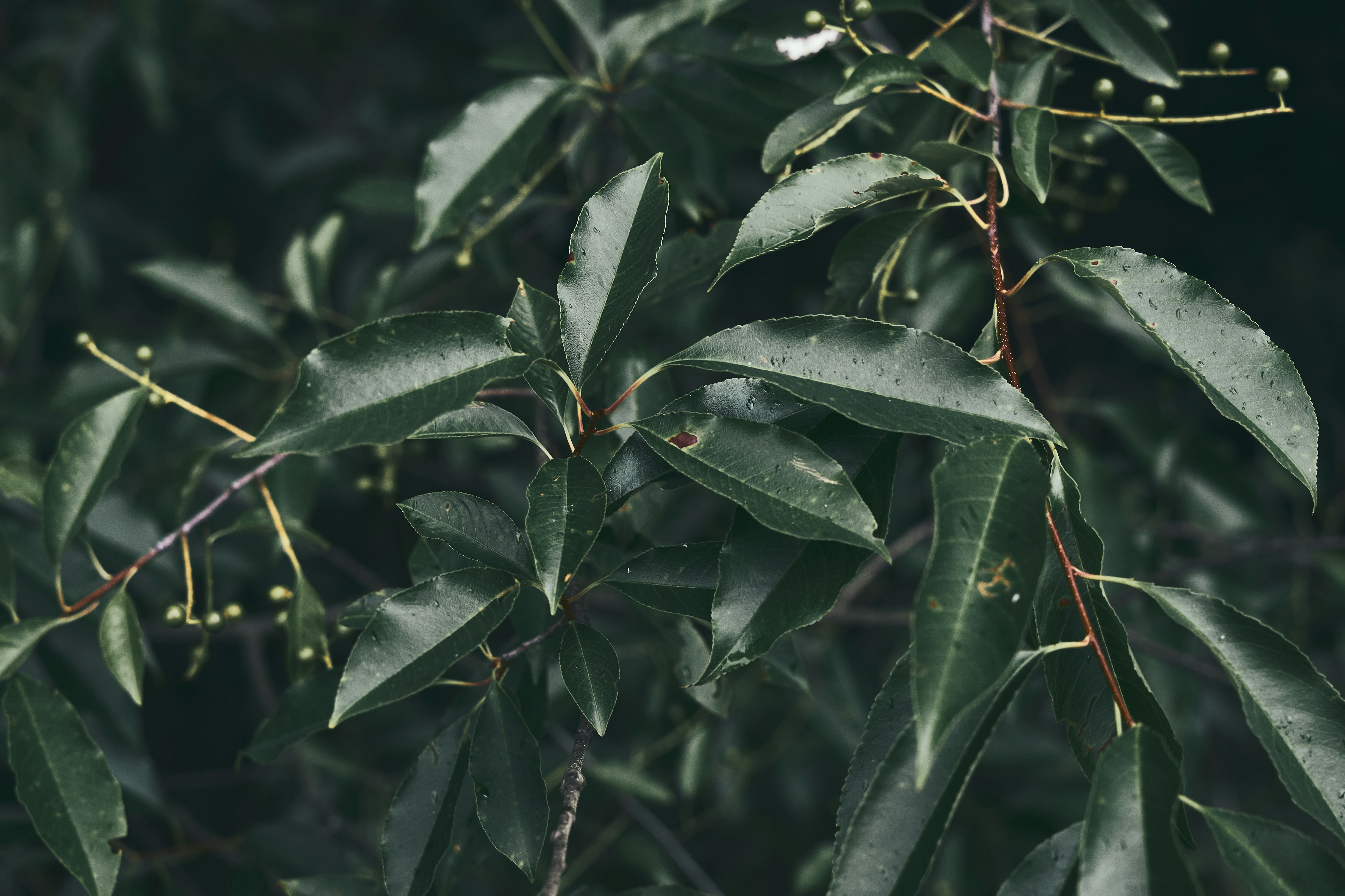 Evergreen Veil: Close-Up of Glossy Leaves and Tender Stems