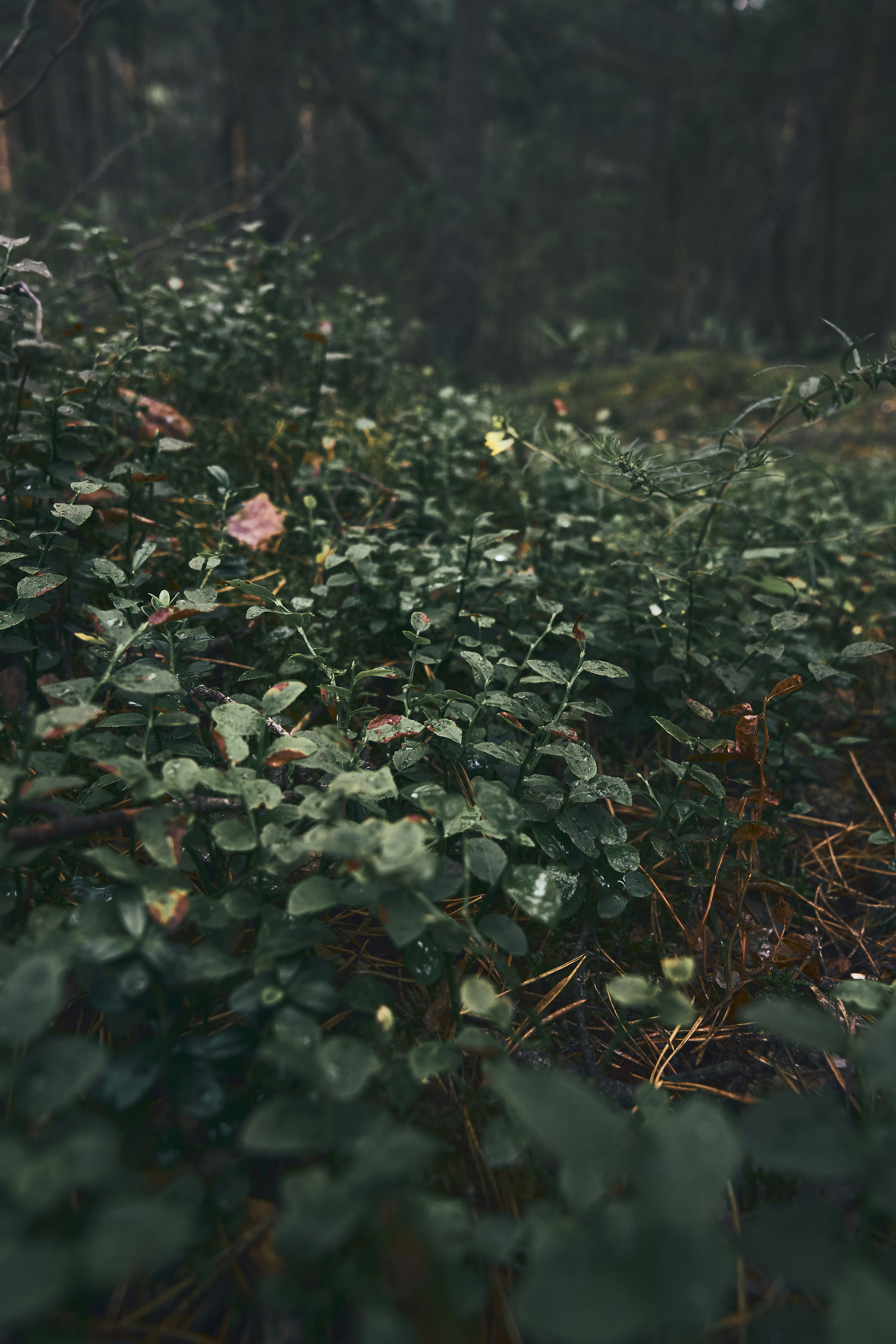 Whispers of Moss: A Quiet Understory in Deep Green