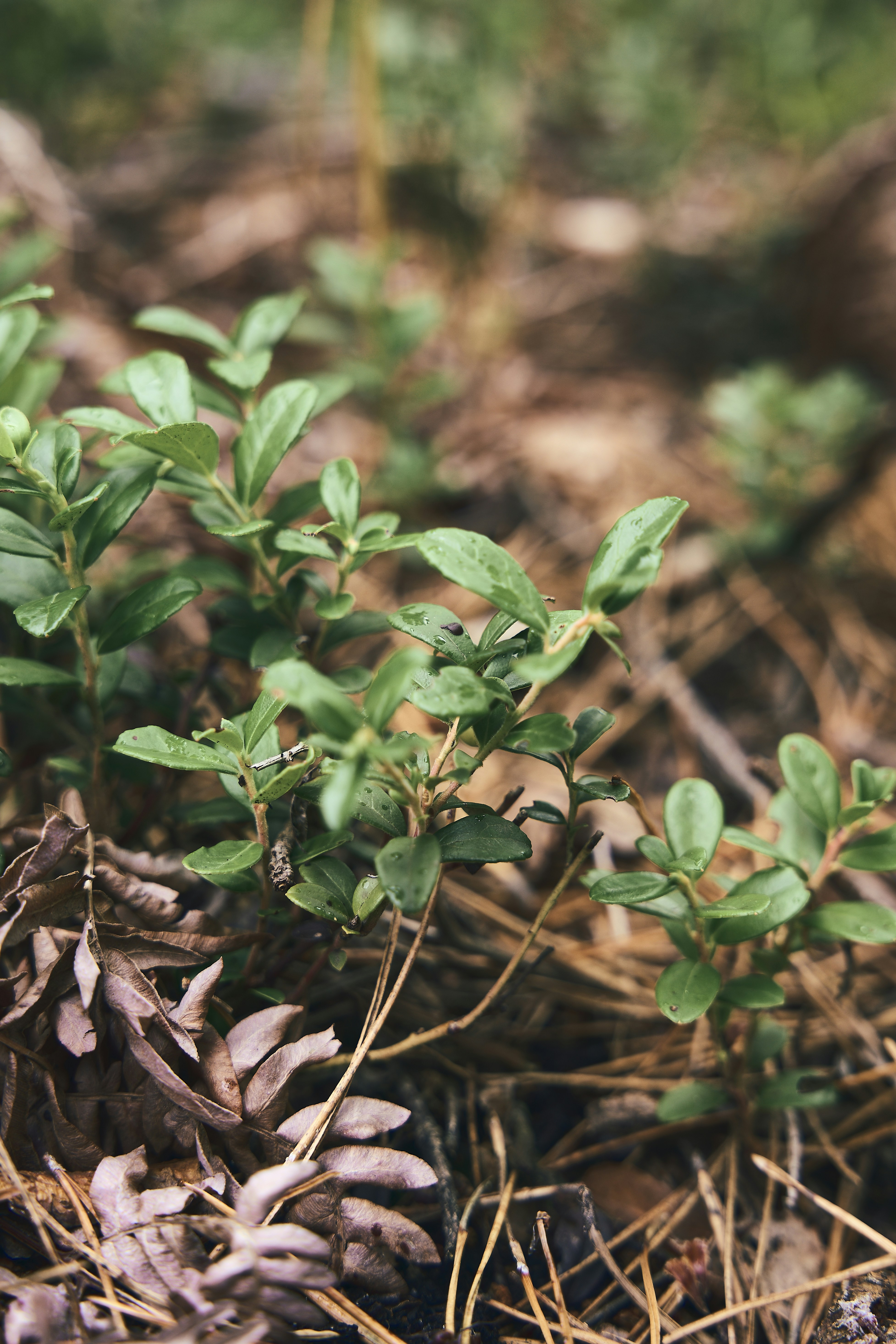 Vibrant Sage Sprigs Pushing Through Forest Floor