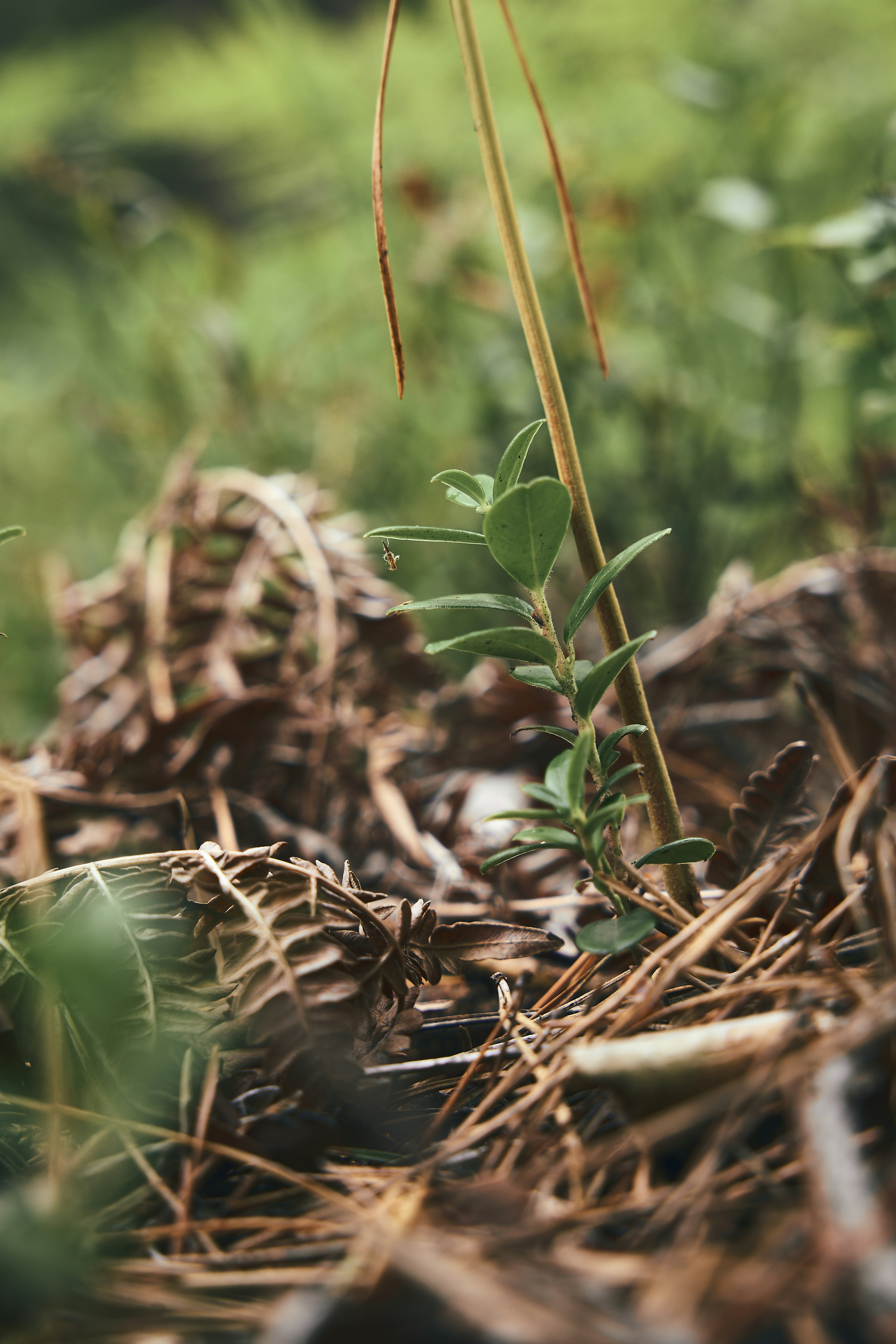 Emerging Green: A Small Vine Tangled Among Brown Pines