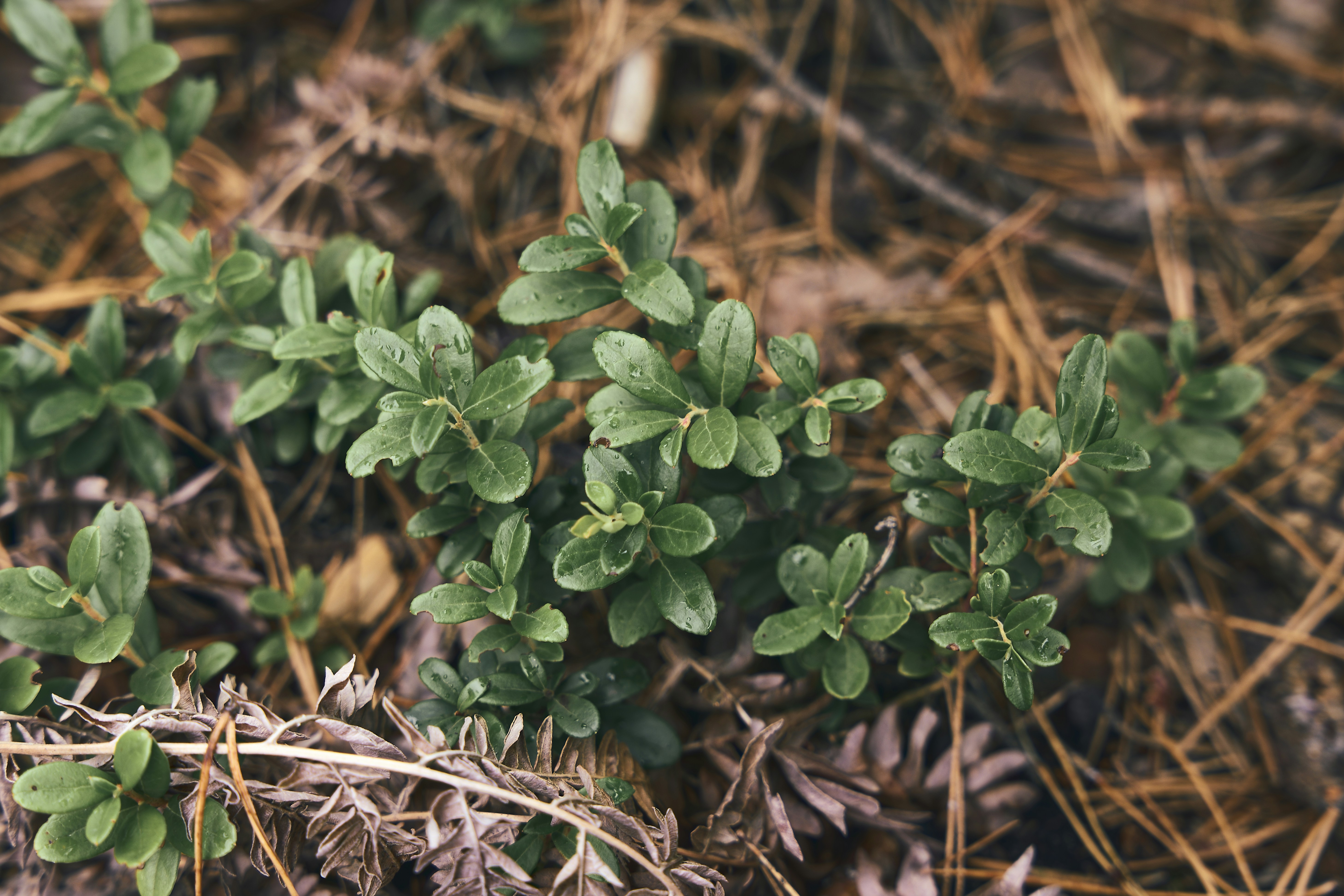 Verdant Sprout Amid Pine Echoes