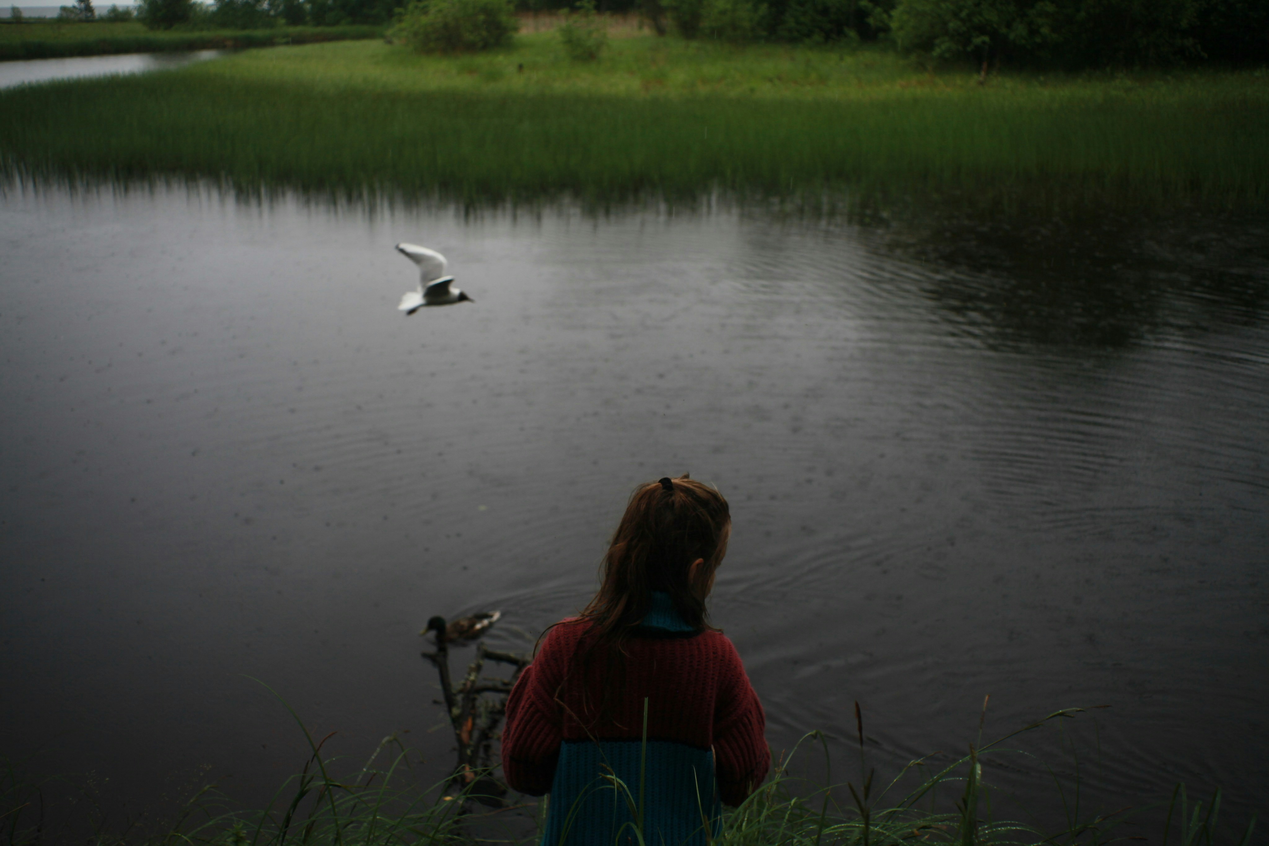 Quiet Shoreline with a Seagull in Flight over a Red-Clad Observer