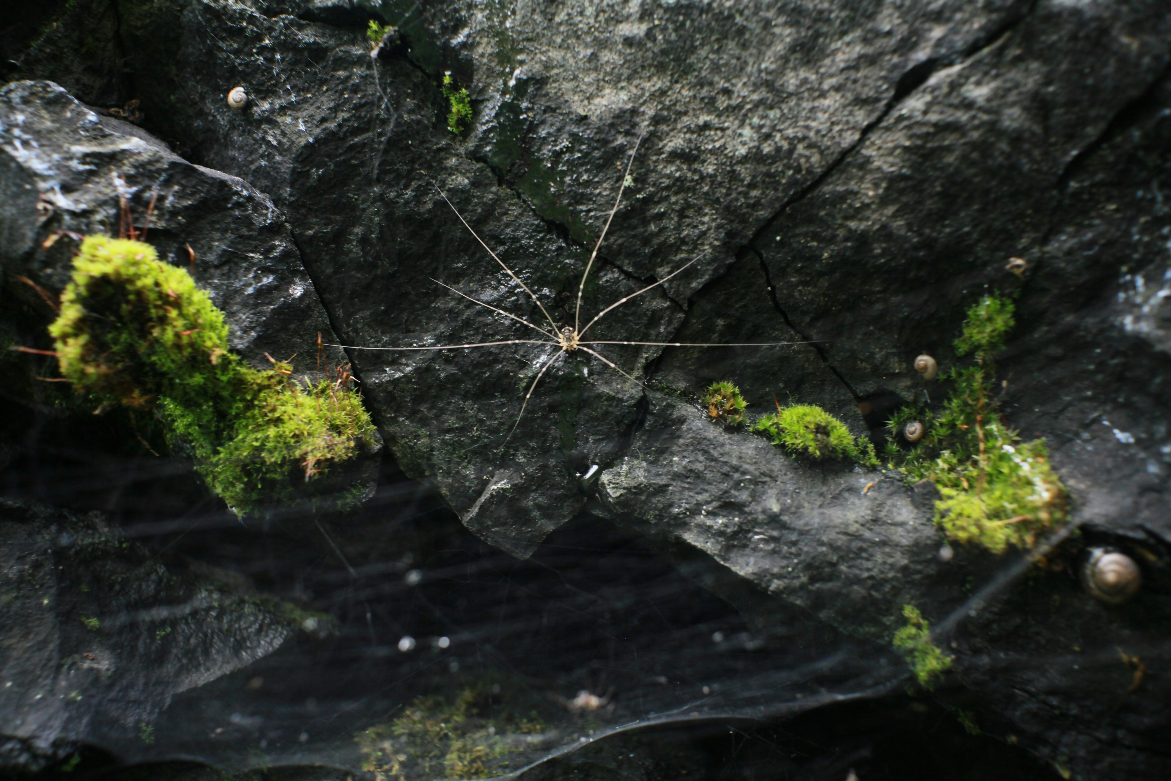 Threaded Traveler: A Spider Crossing a Mossy Rock Path