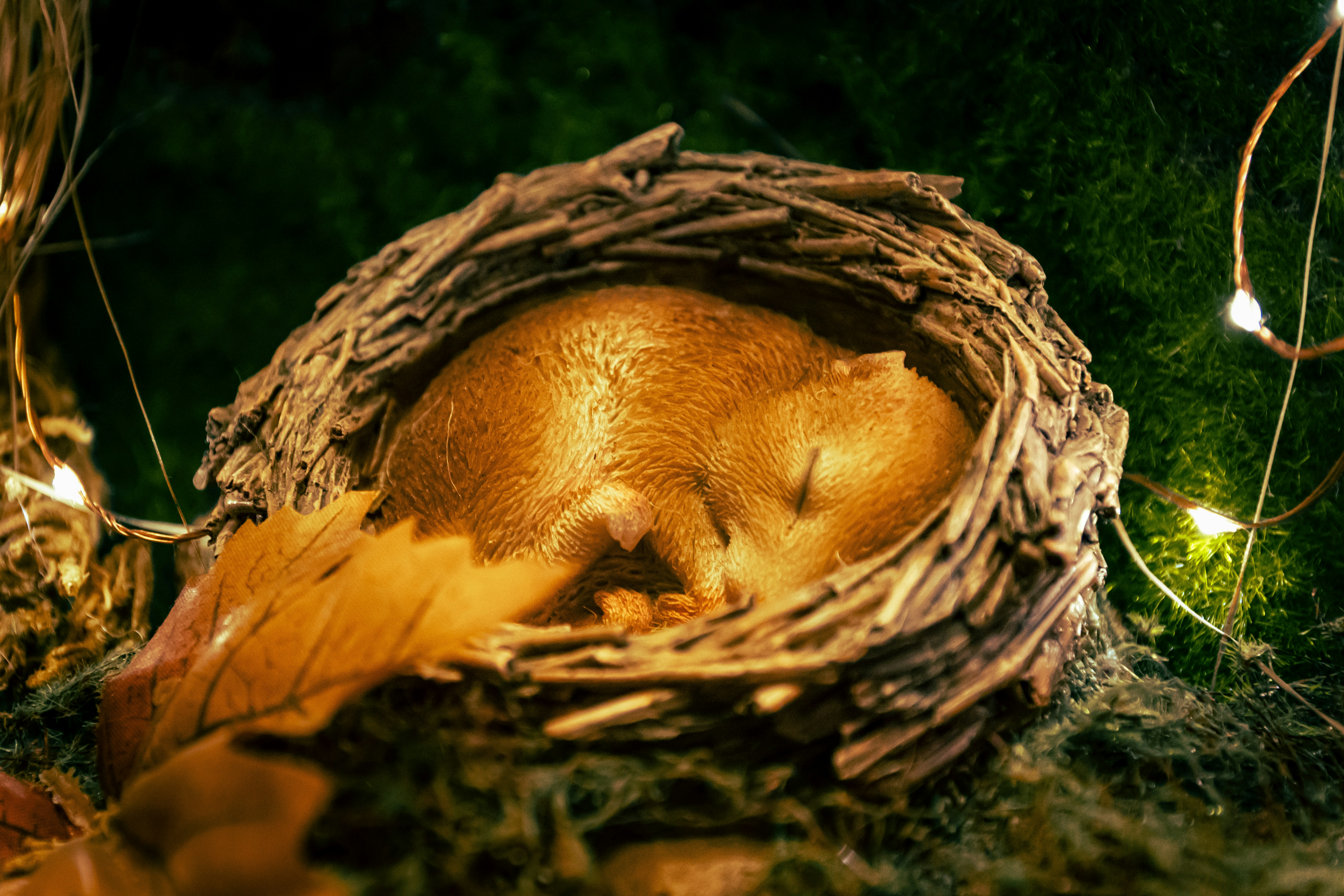 Cozy torc of fur: a curled fox nestled inside a mossy nest