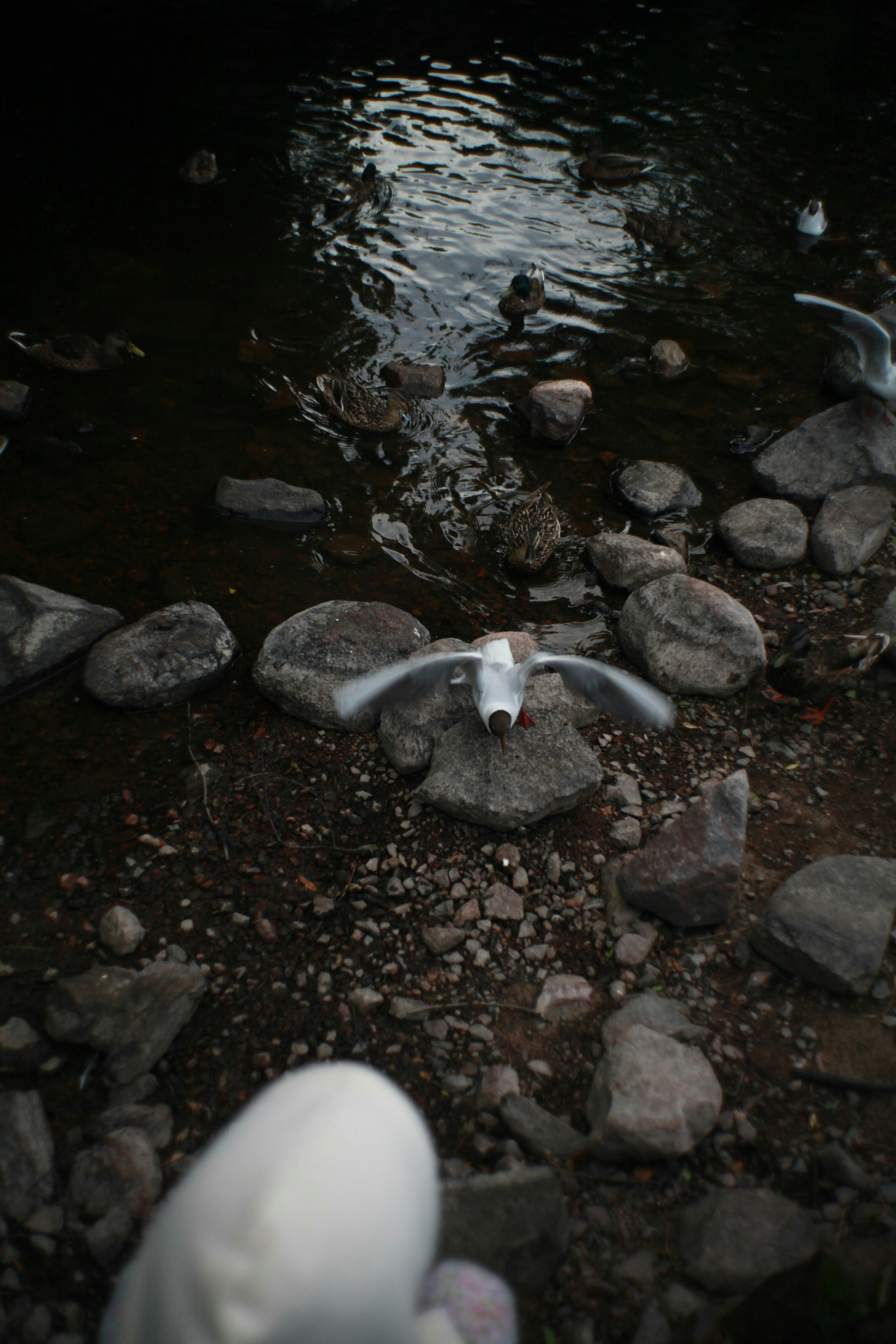 Winged Gull in Flight Over Rocky Shore