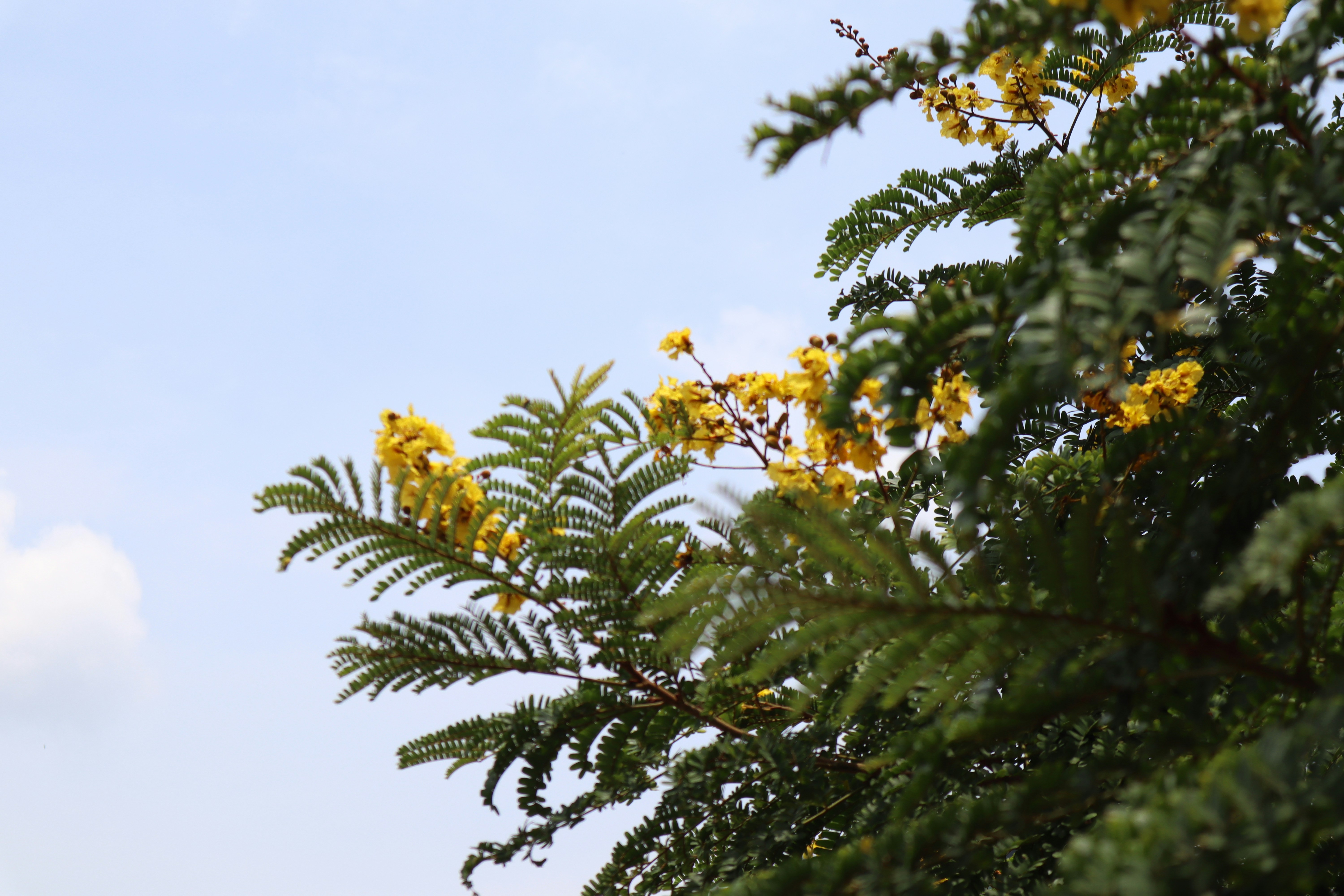 Golden Bloom Against a Clear Sky