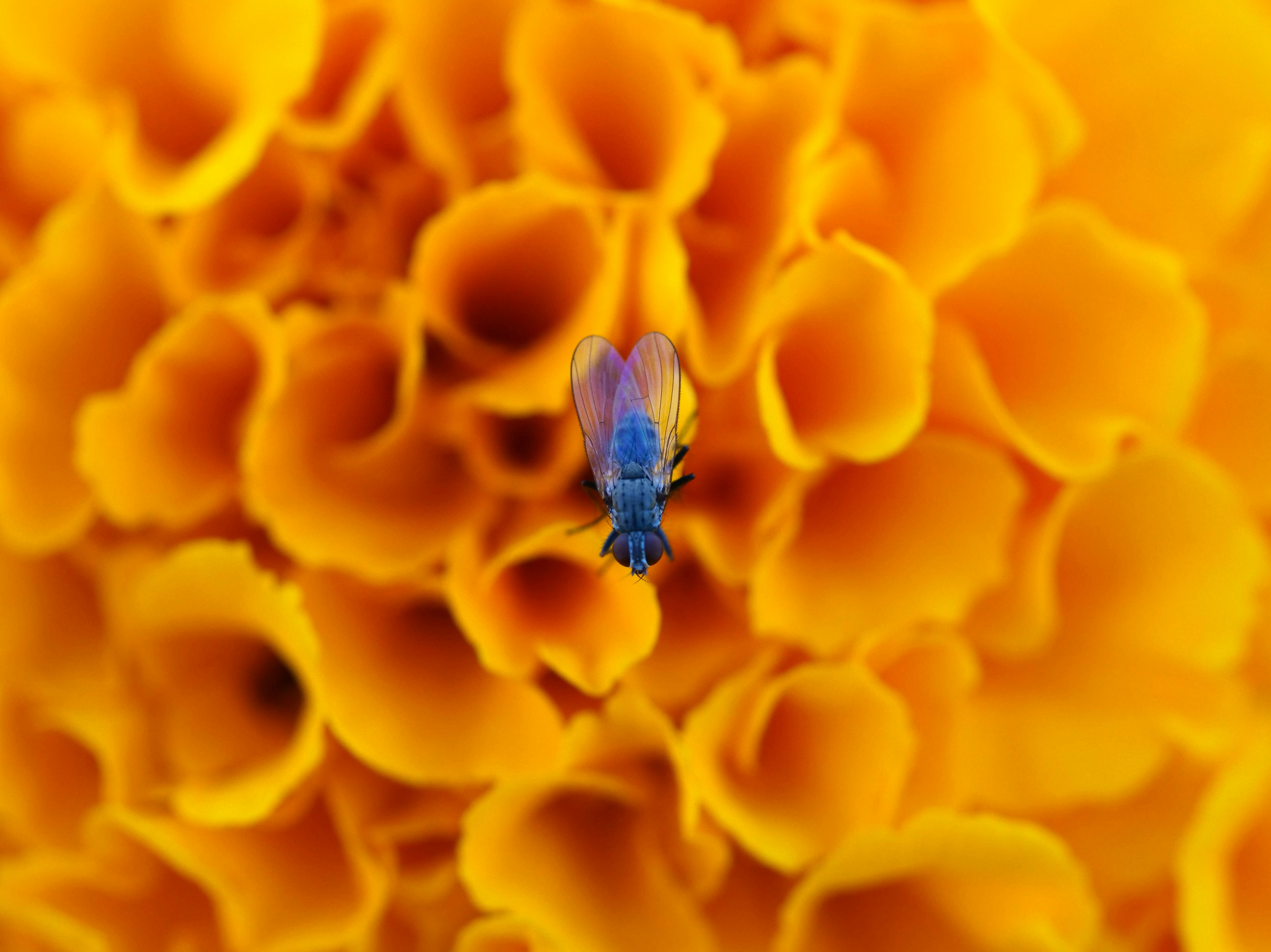 Blue insect on a yellow chalice flower macro portrait