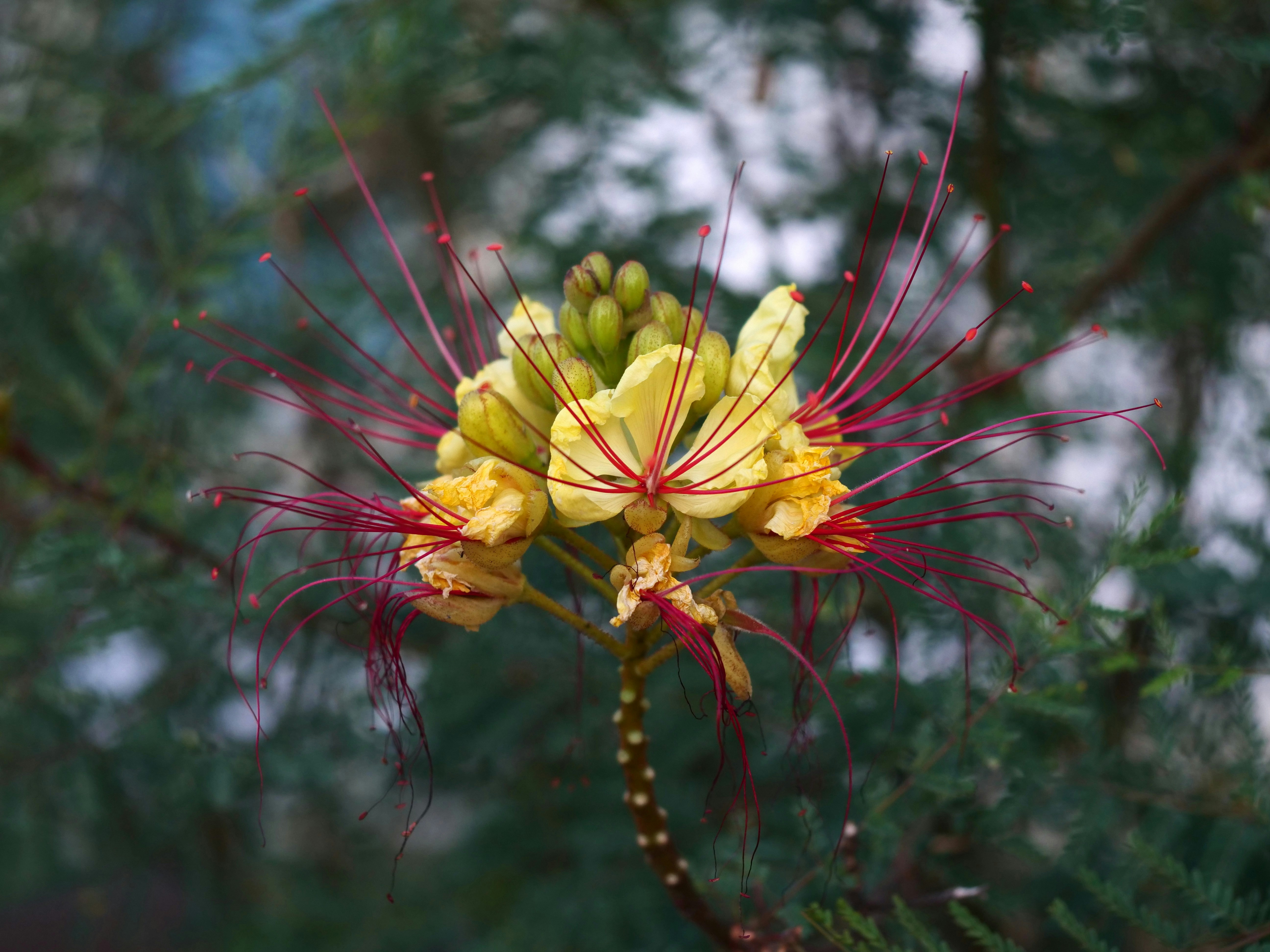 Radiant Bloom: Yellow Petals Meet Crimson Radiance