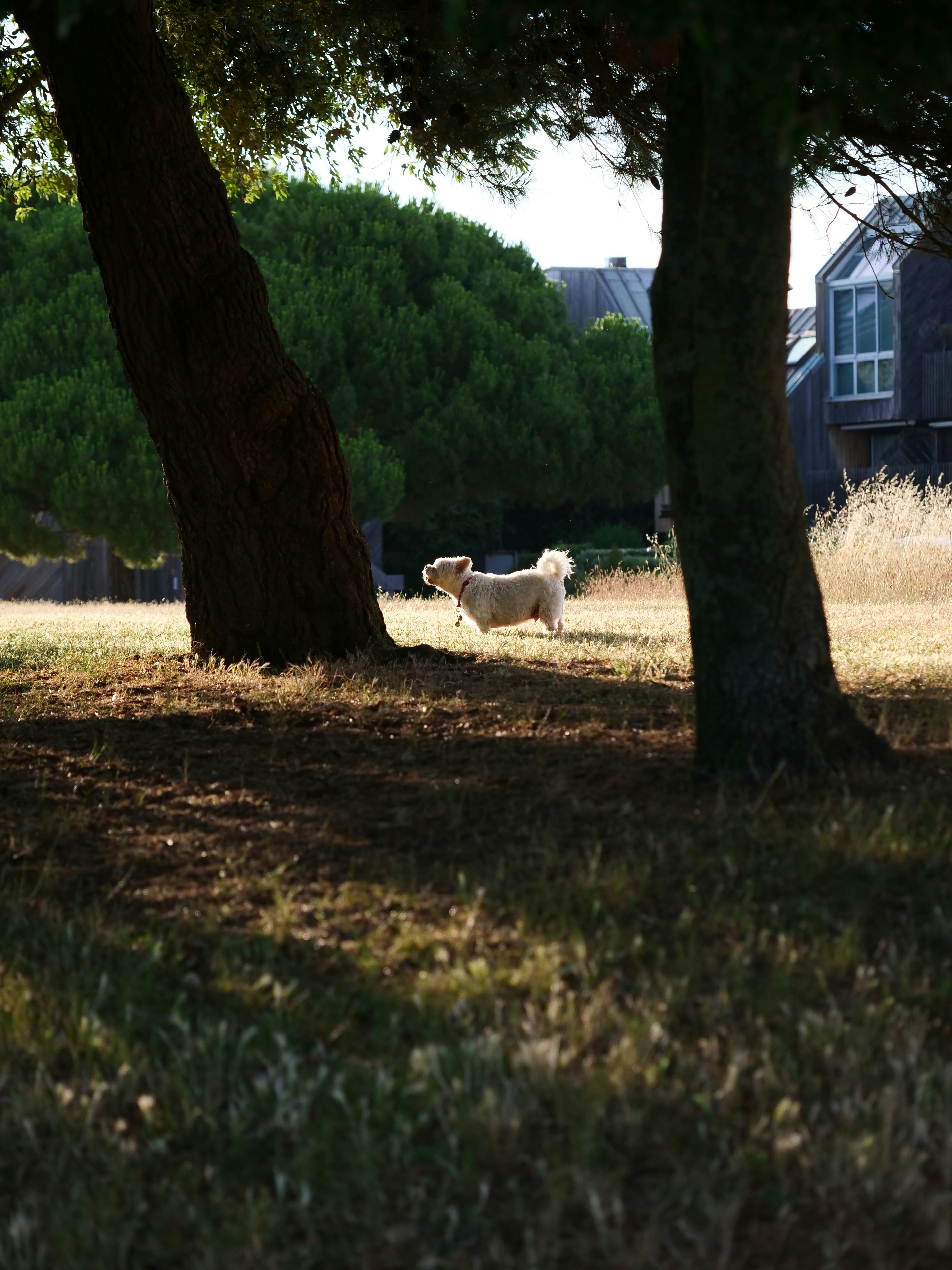 Small Paws, Big Light: A Shy Moment in the Park