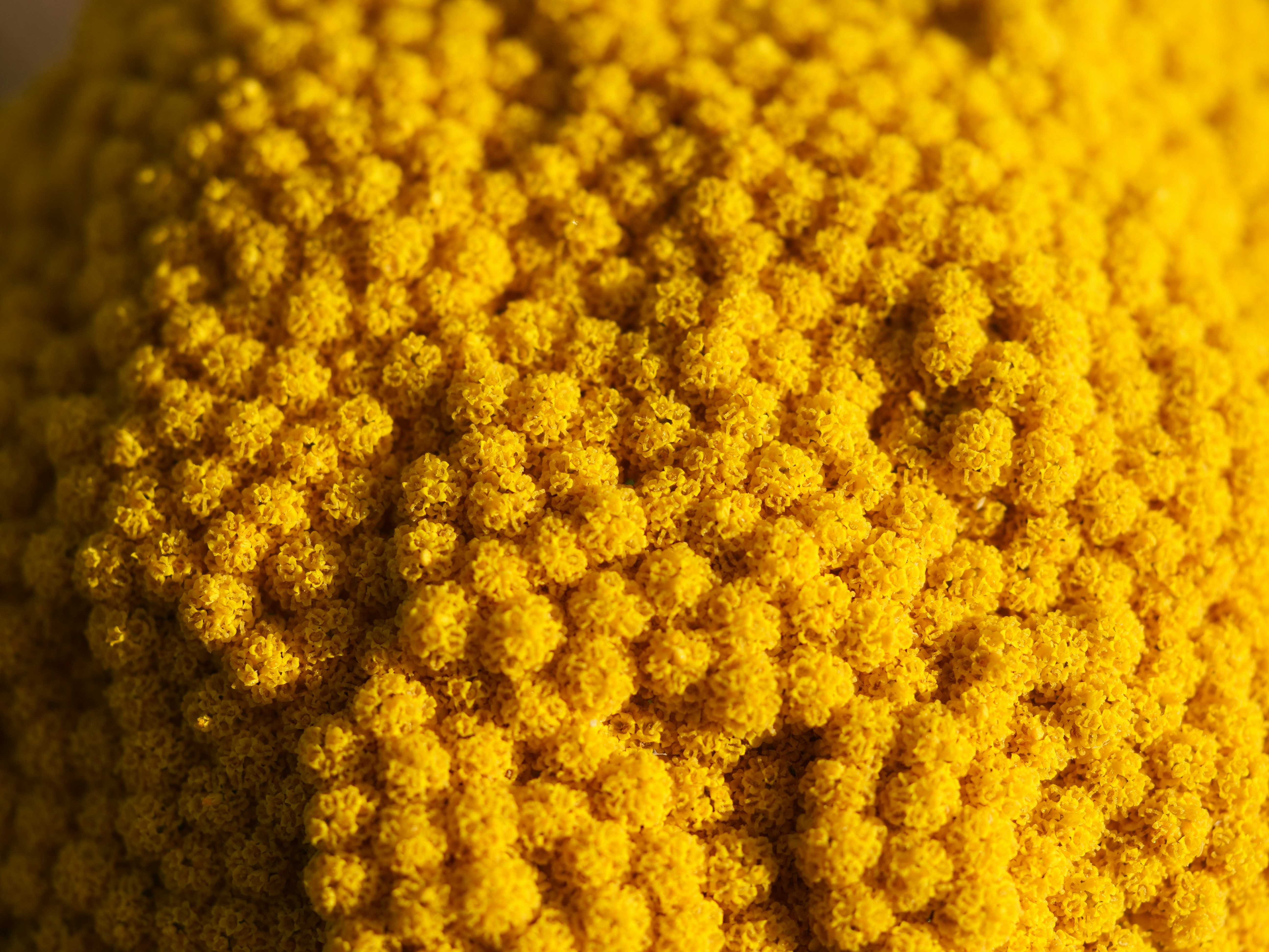 Golden Macro: A Close-Up of Floret Clusters in Sunlit Yellow