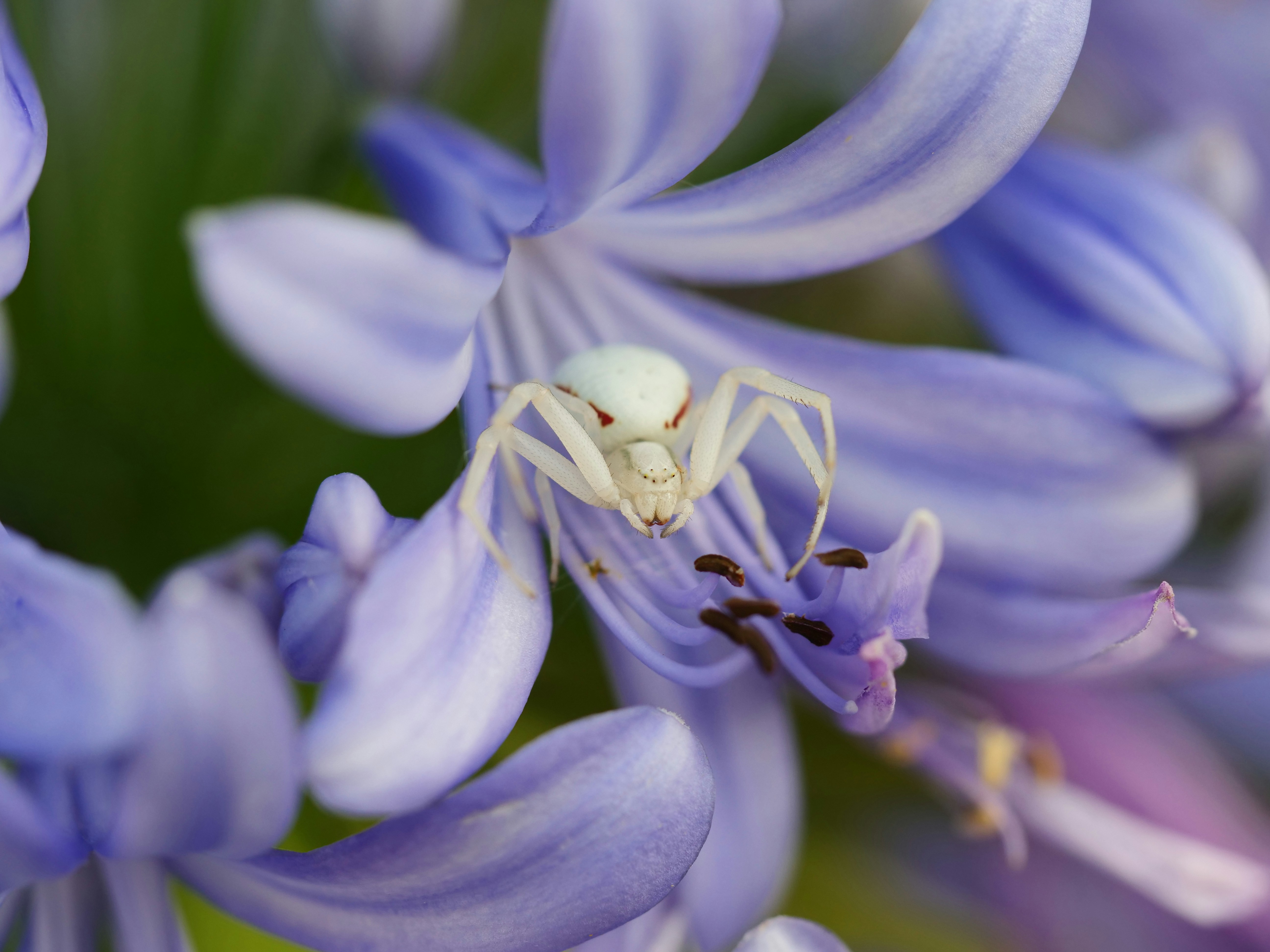 Crystalline White Jam Crab Spider on Lavender Petals