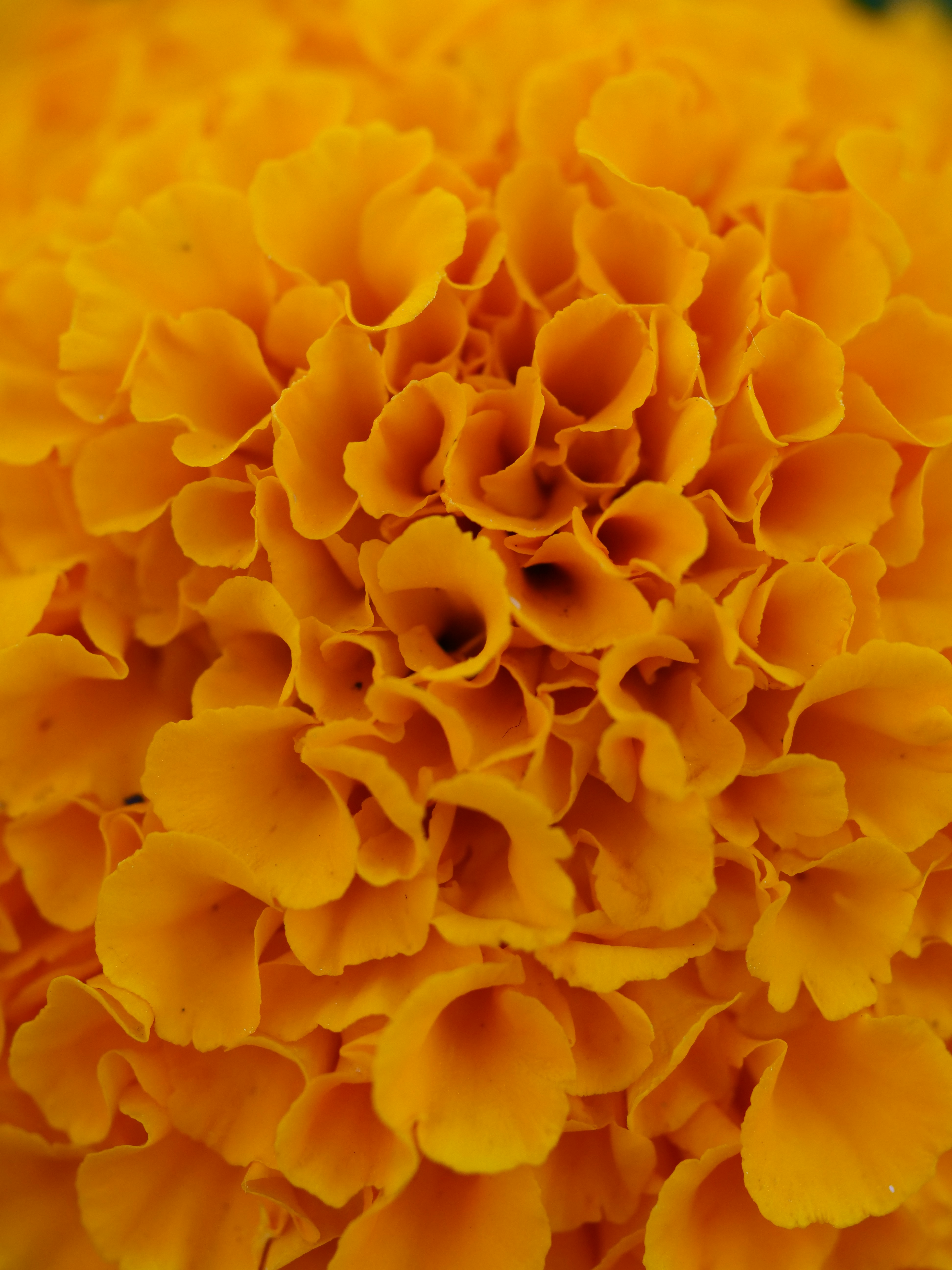 Close-up of Golden Yellow Chrysanthemum Petals in Dense Bloom