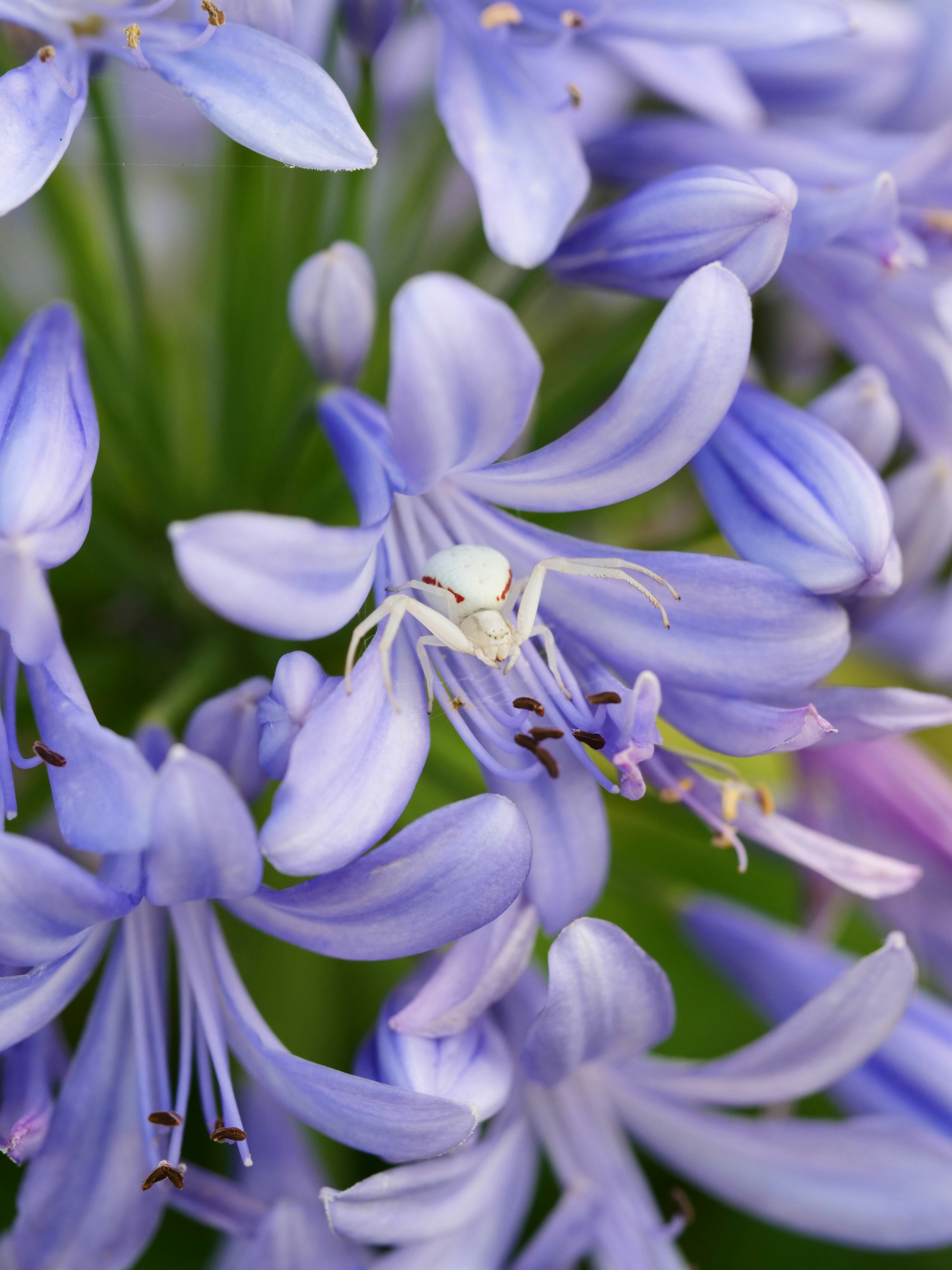 White crab spider rests amid lavender petals in macro bloom