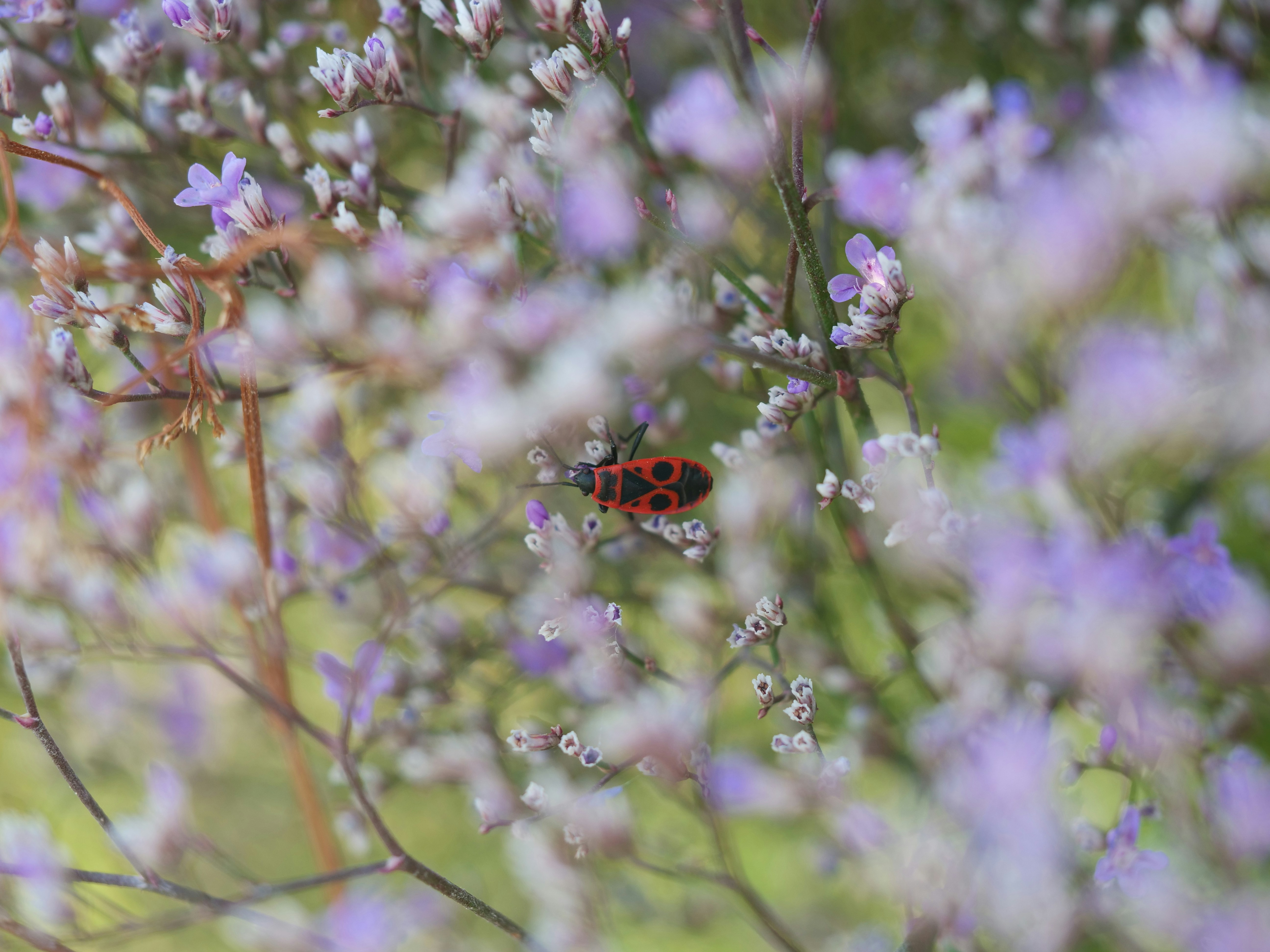 Red-Backed Beetle Among Lavender Shadows