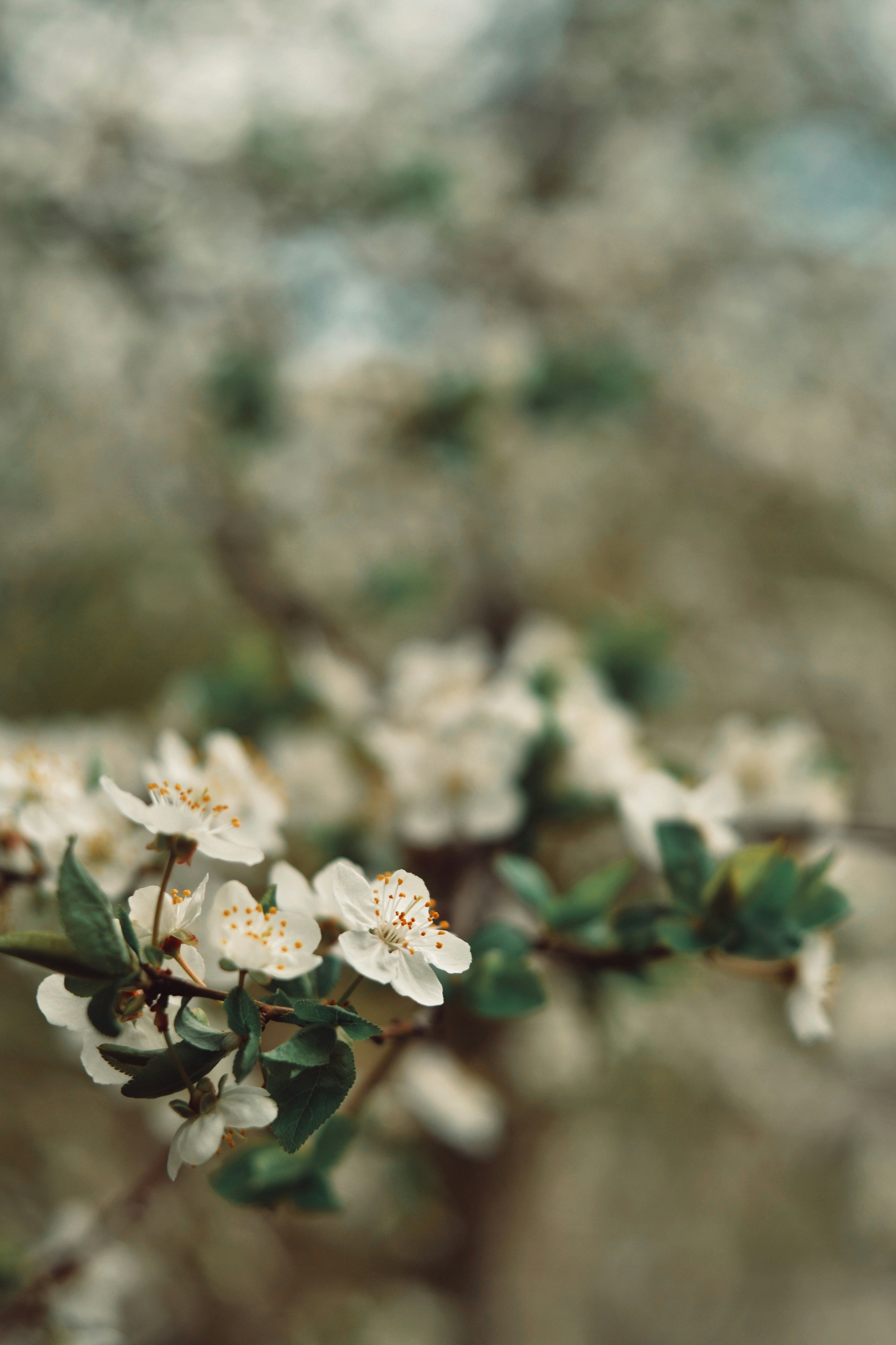 Blossoms in soft focus: a delicate foreground bloom in a muted garden