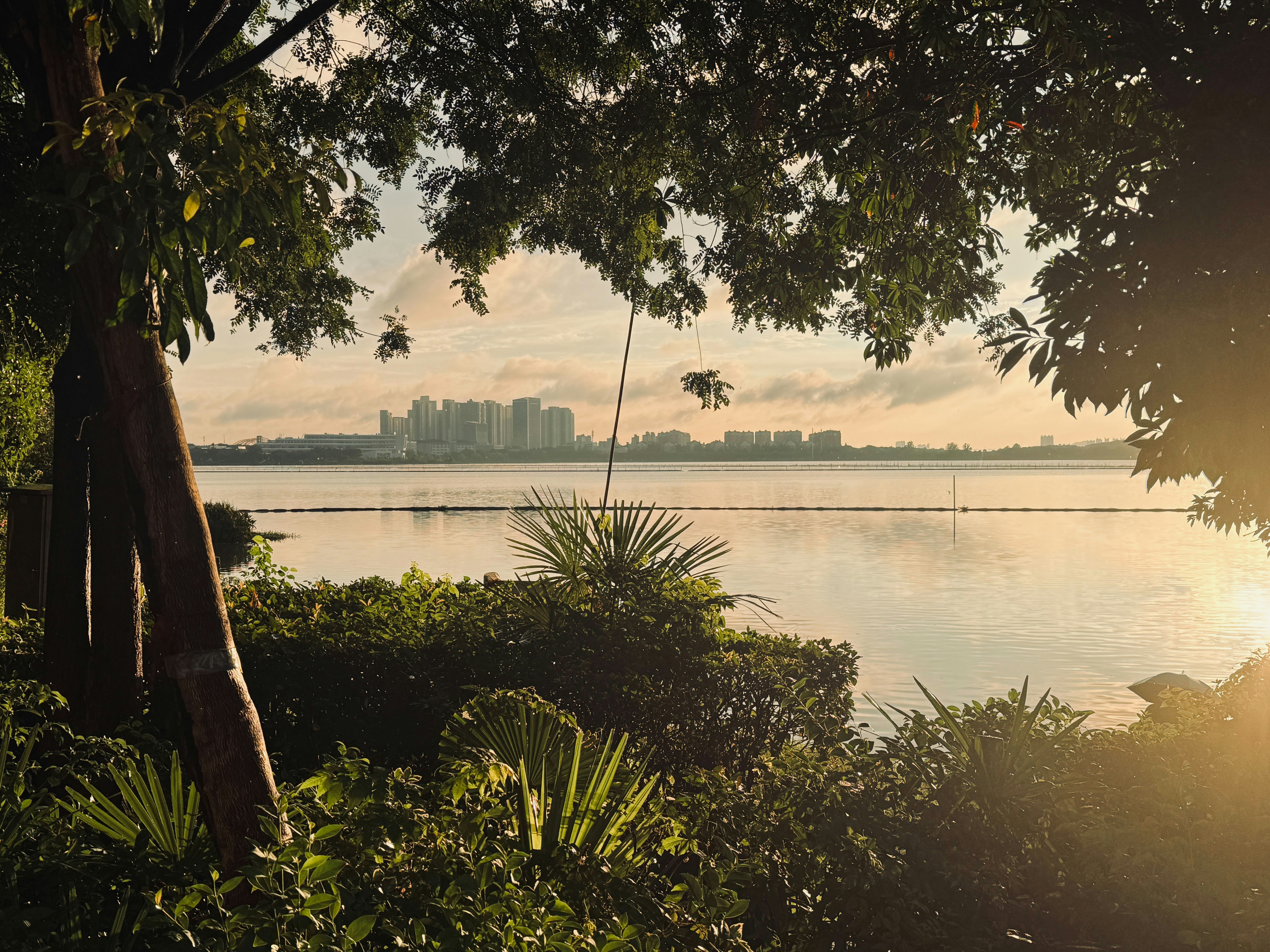 Lush riverbank foreground with leafy canopy, calm water reflecting a distant skyline at sunset.