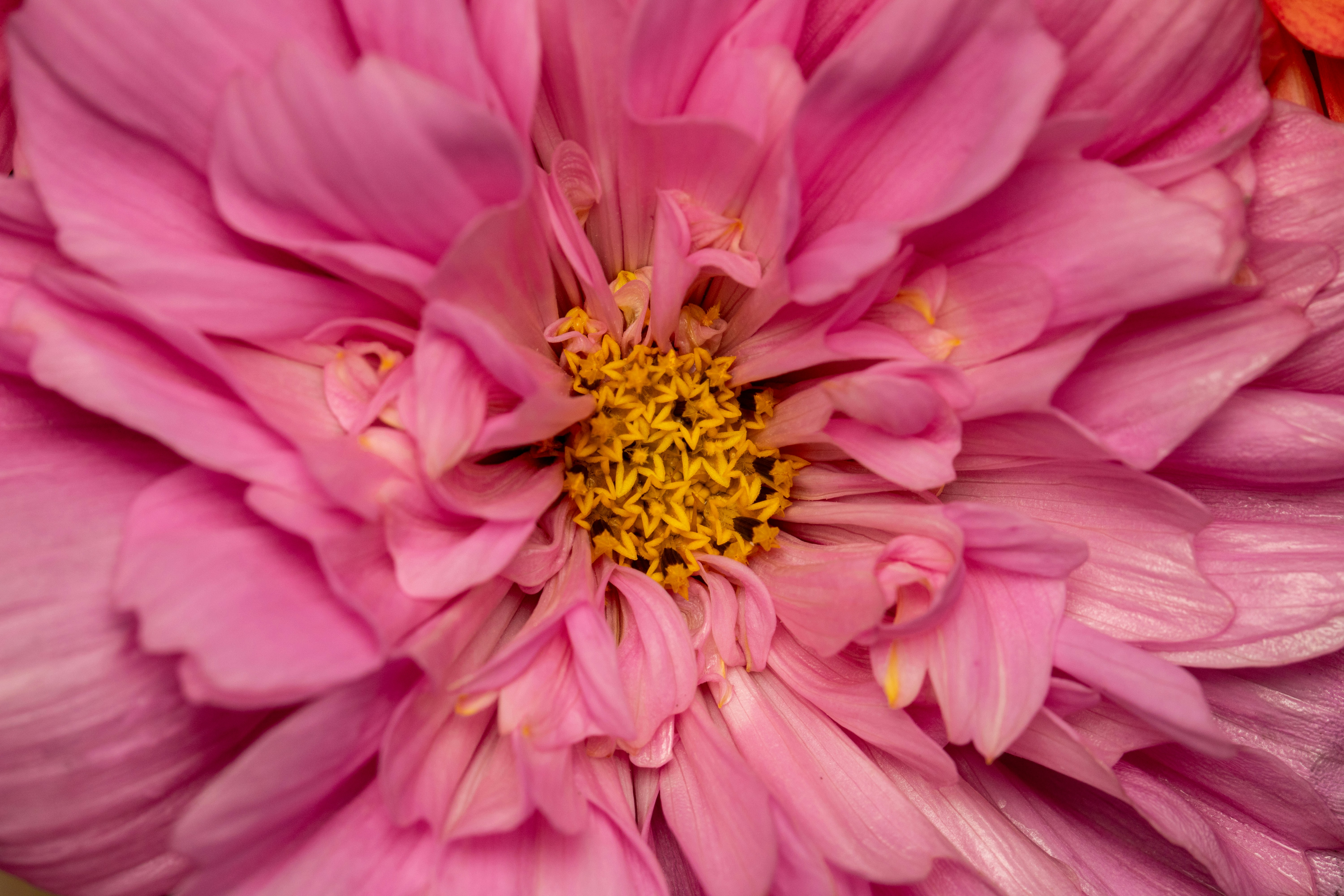 Central Bloom: A Close-Up of Pink Petals and Sunny Core