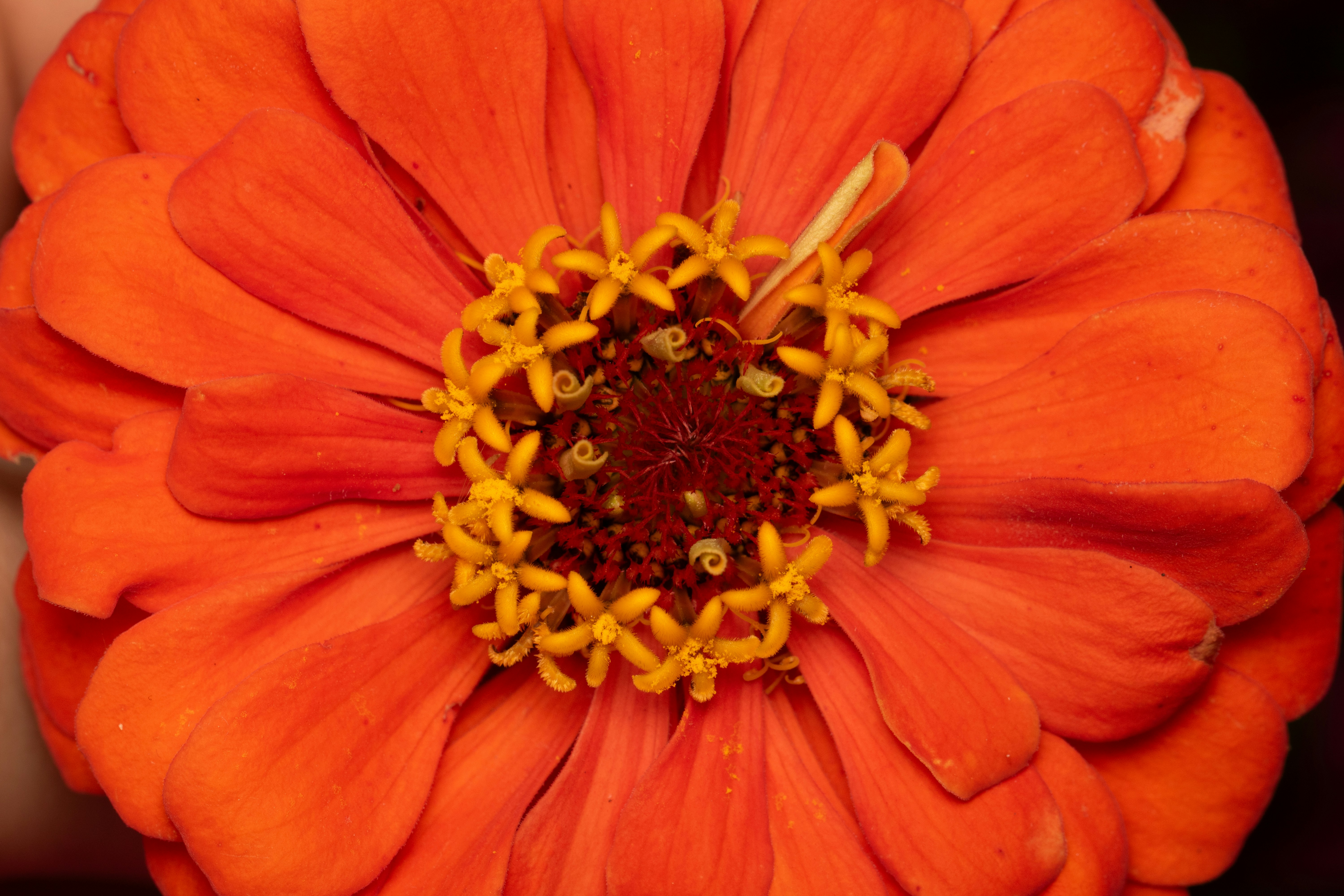 Orange Bloom in Macro Focus: Central Heart of Petals and Stamens