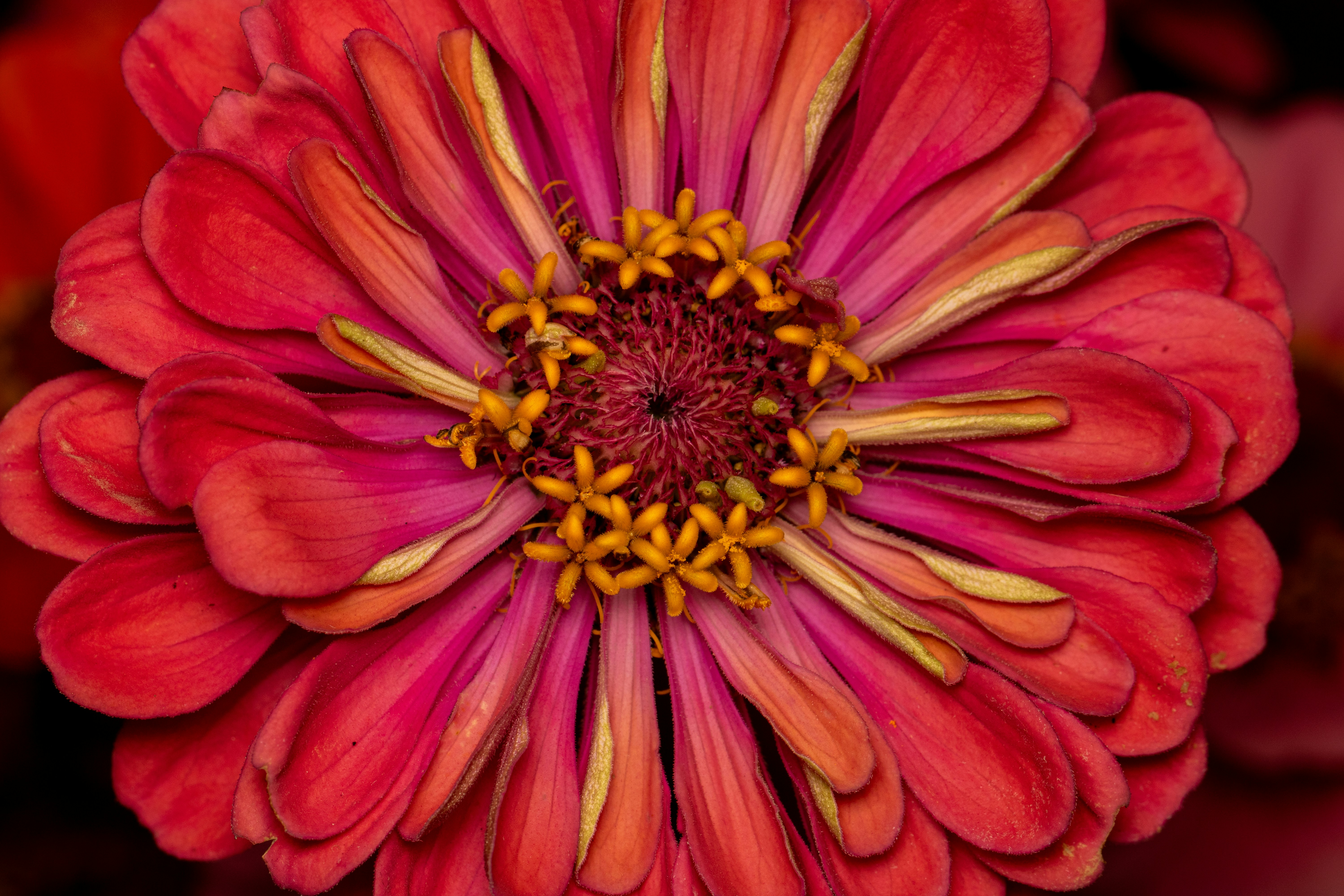 Pink Zinnia.