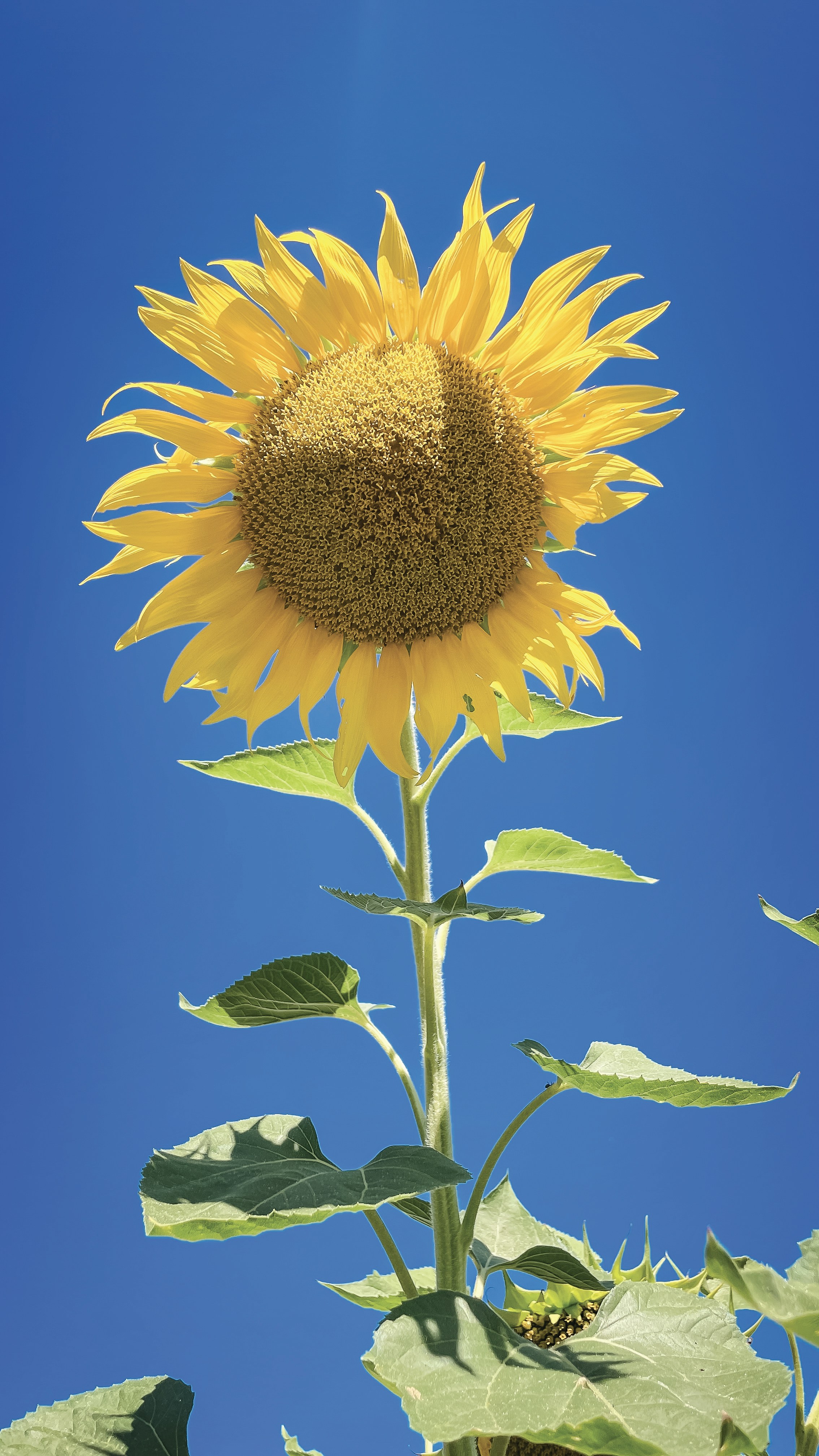 Sunflower Crown Against a Pristine Sky